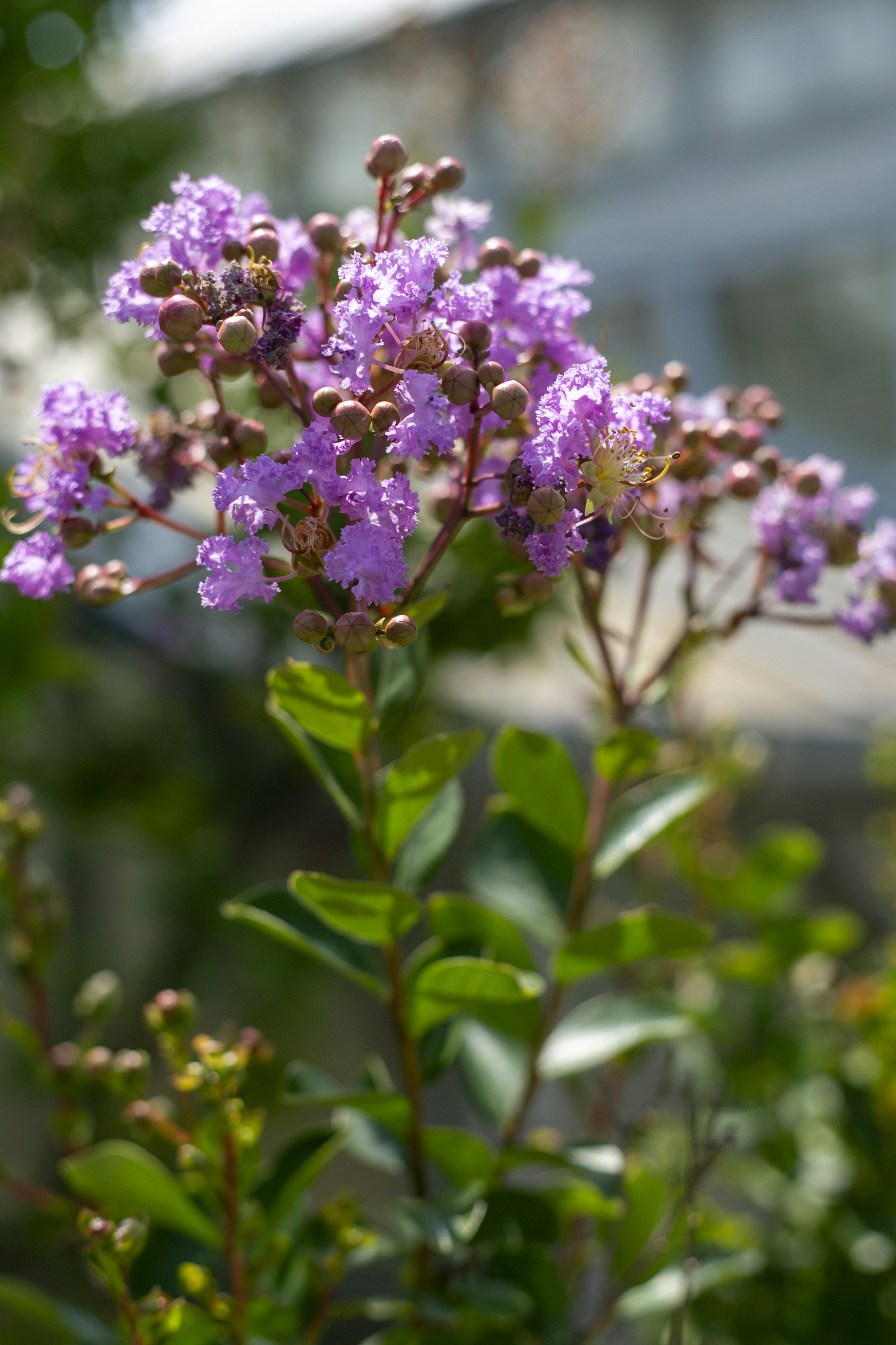 Lavender-pink blossoms in sharp focus against a softly blurred backdrop