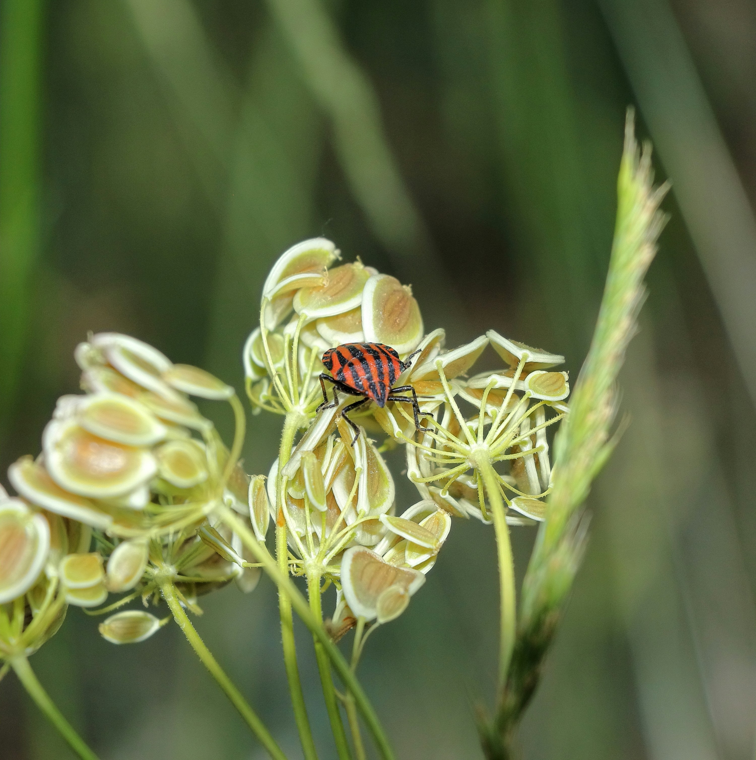 Scarlet Shield: A Bug on a Seed Crown