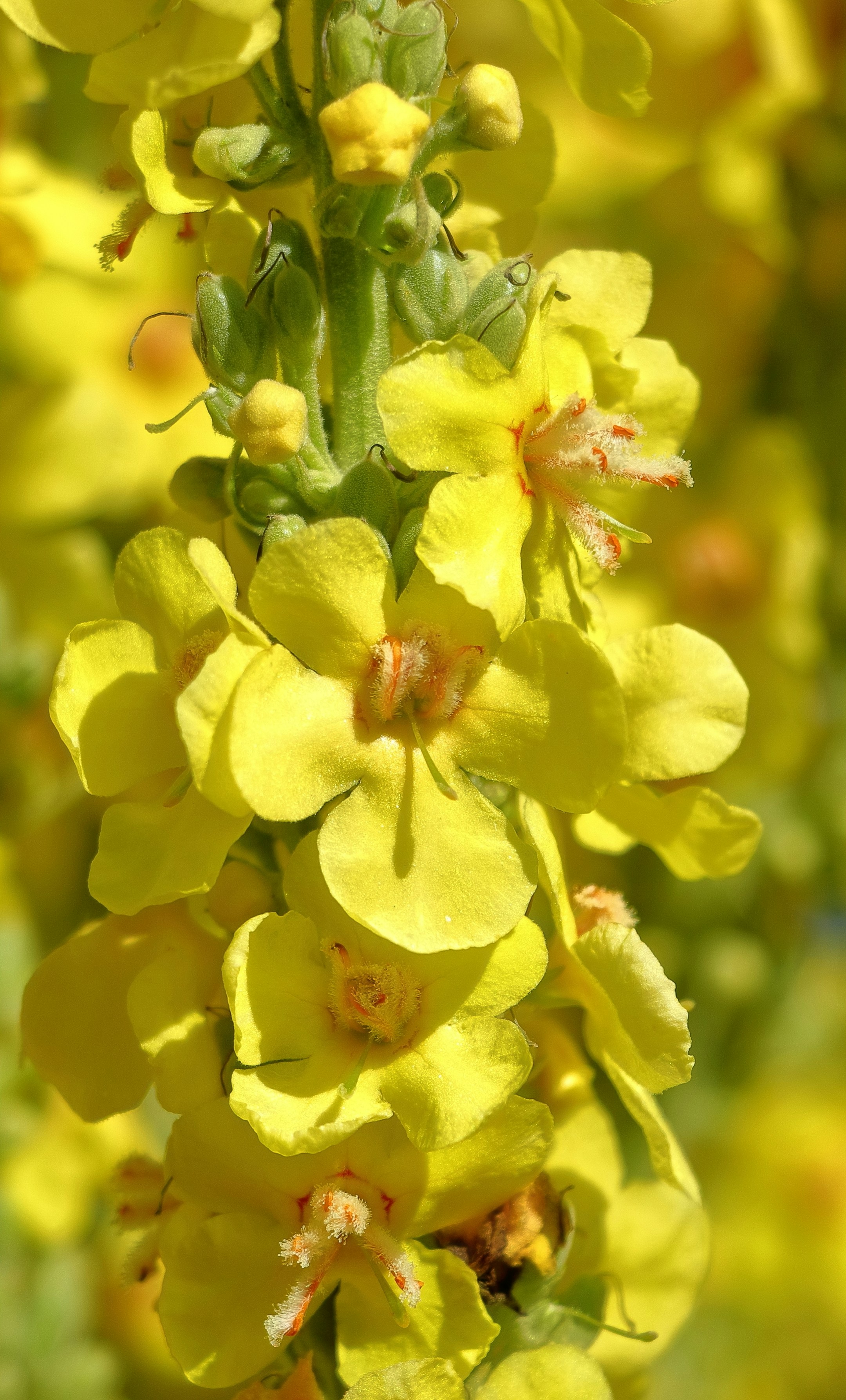 Sunlit Yellow Bloom Spike Reaching Through a Sea of Petals