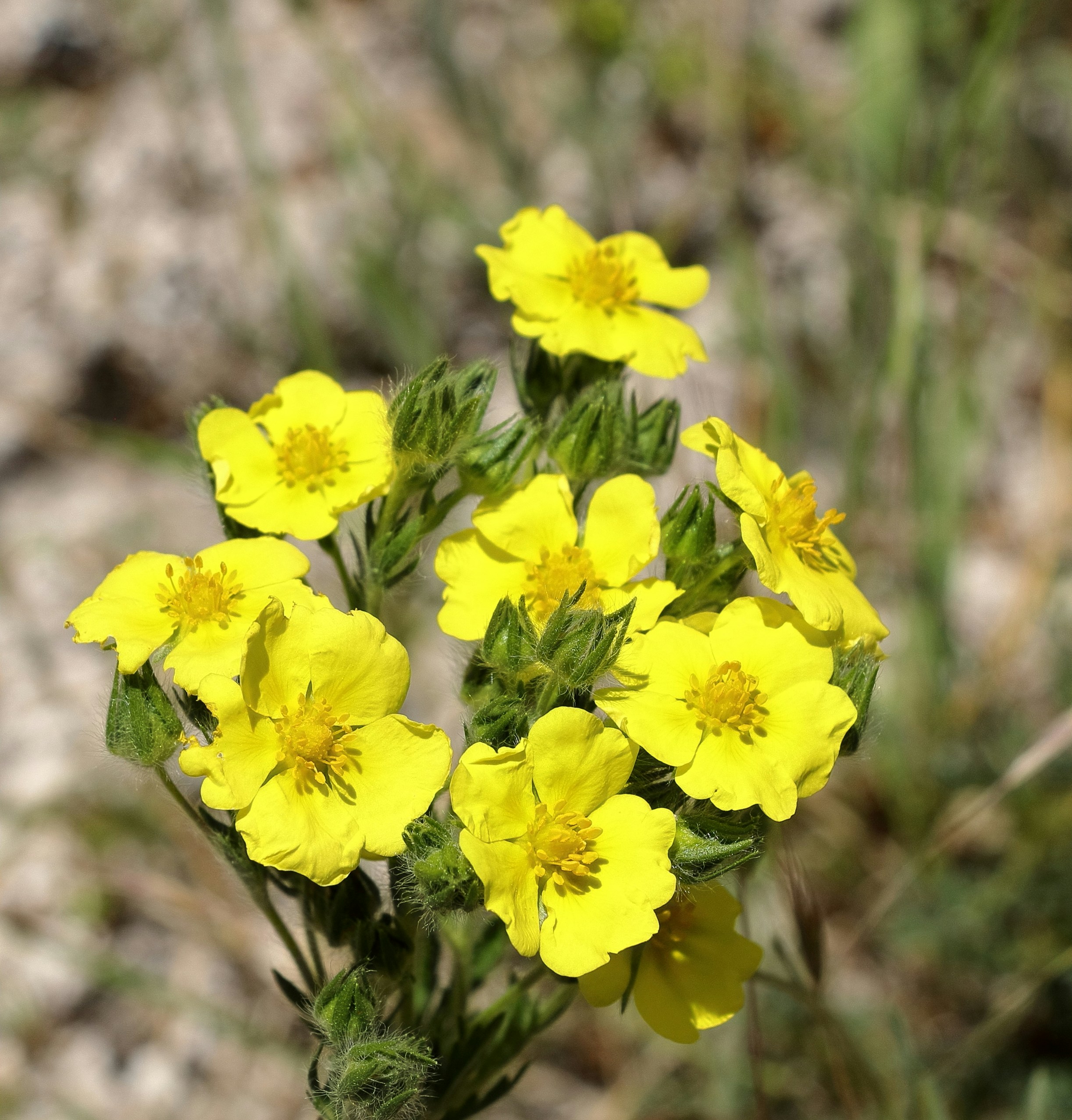 Yellow Blooms in Focus: A Sunlit Wildflower Portrait