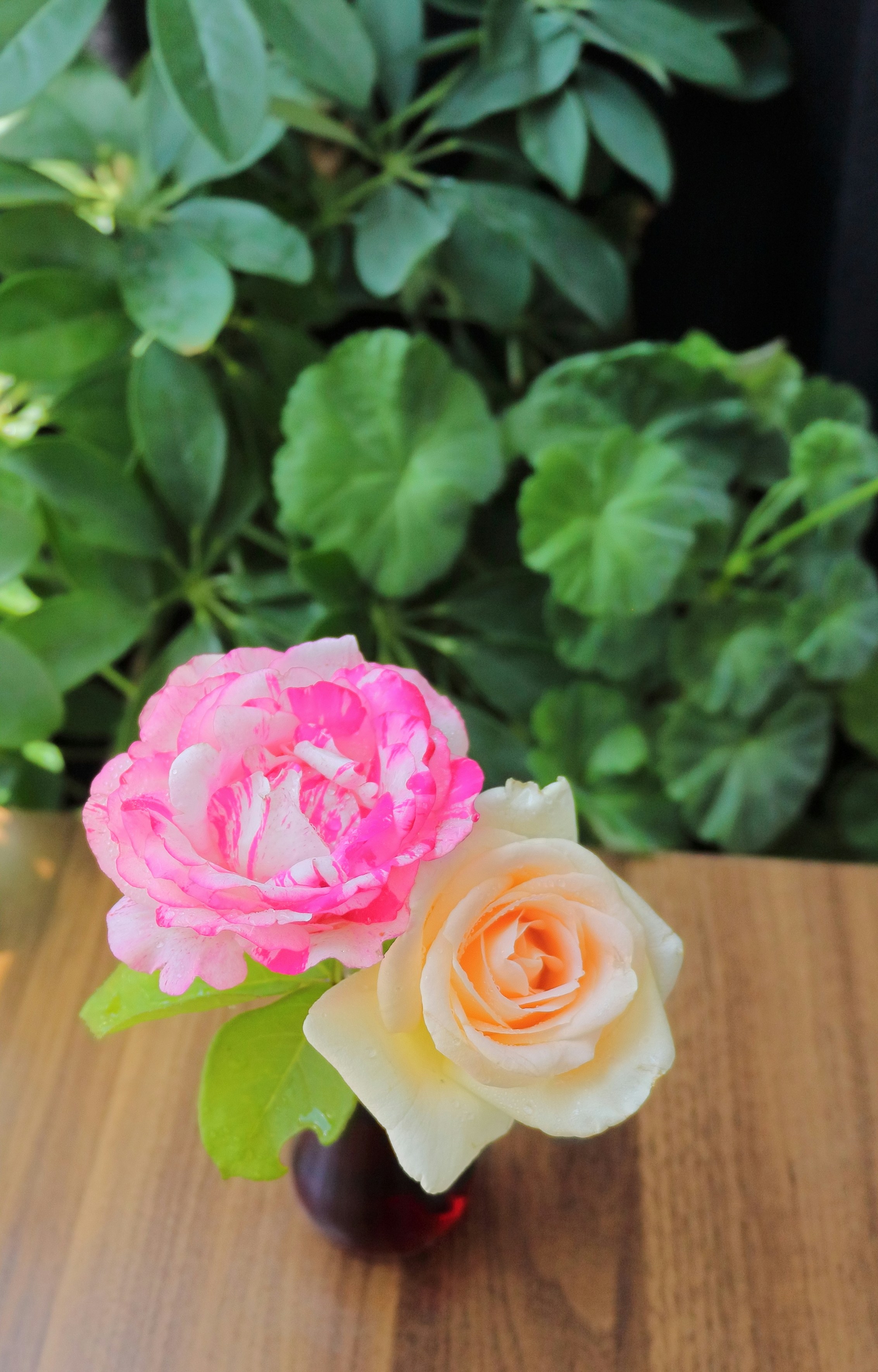 Pink and Cream Rose Duet in a Wooden Vase