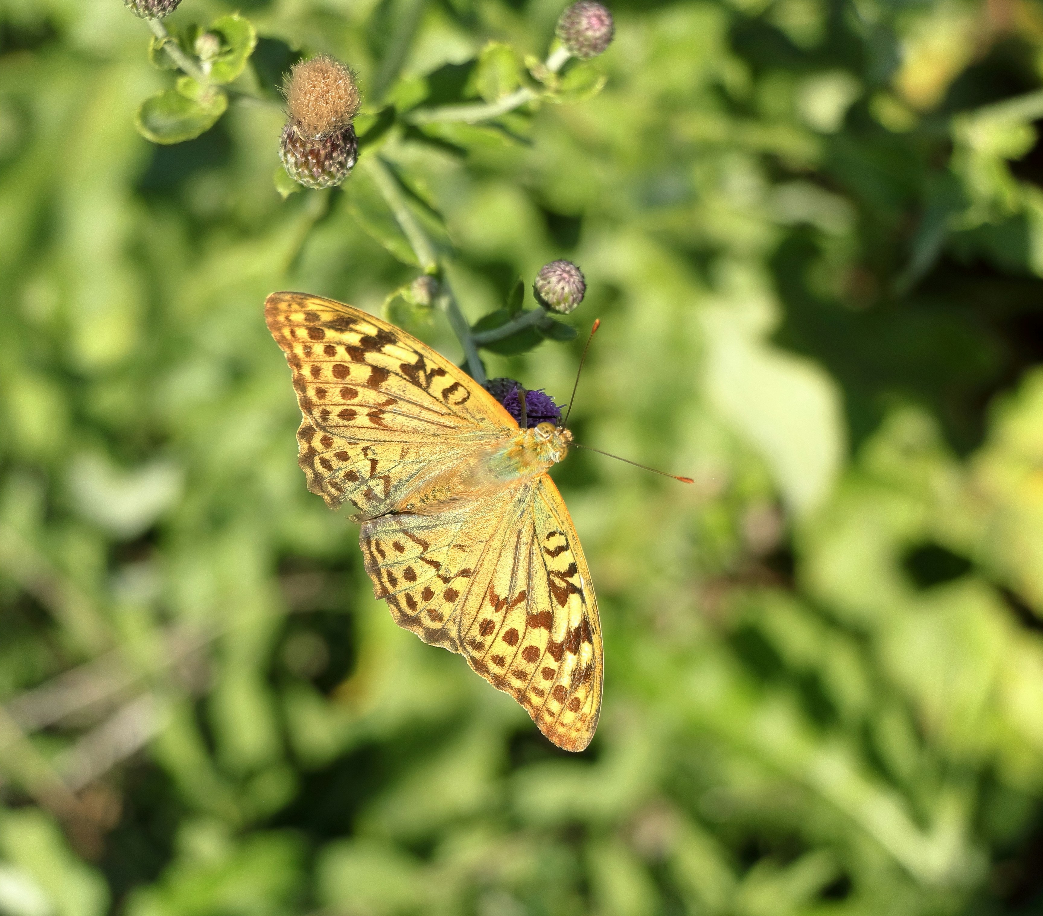 Amber Wanderer: a butterfly resting on green knits of summer