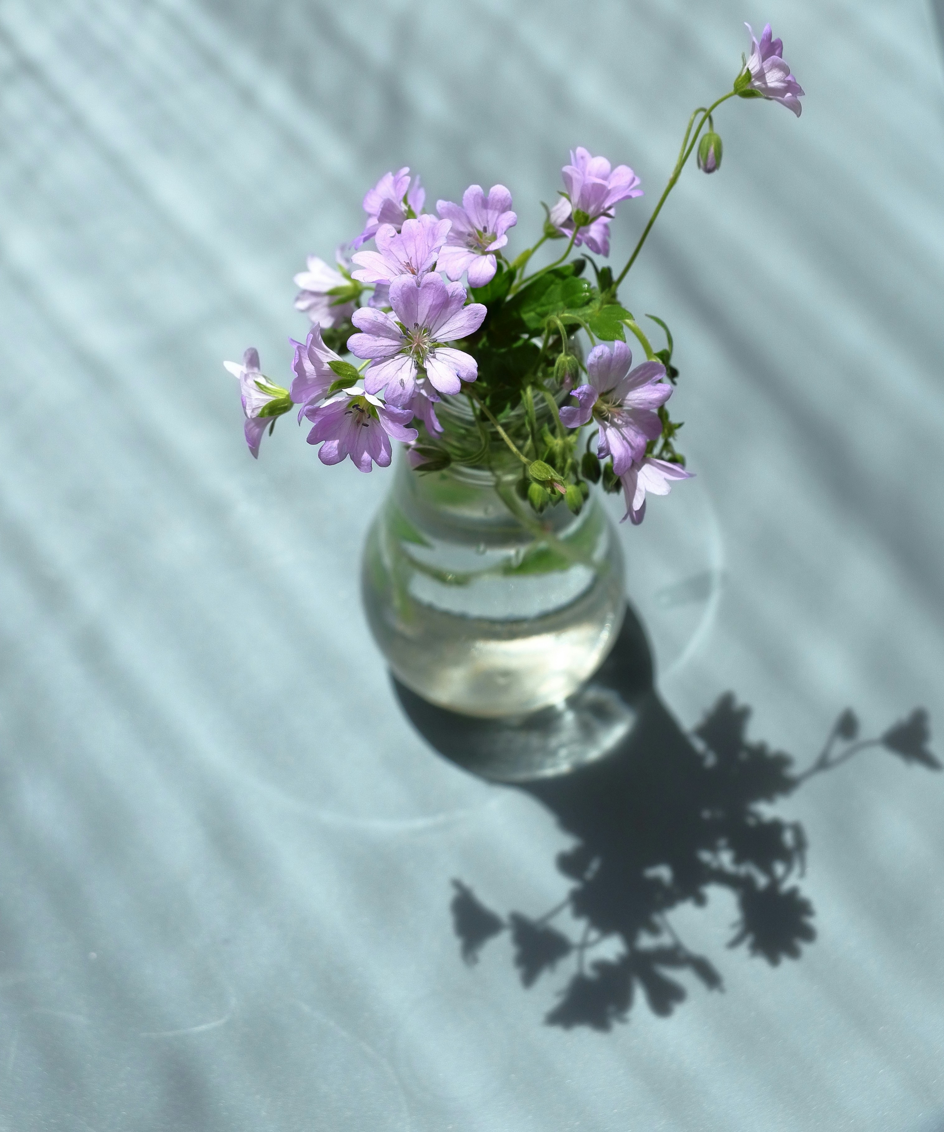 Lilac Bouquet in Glass Jar Cast Against Shadowed Tabletop