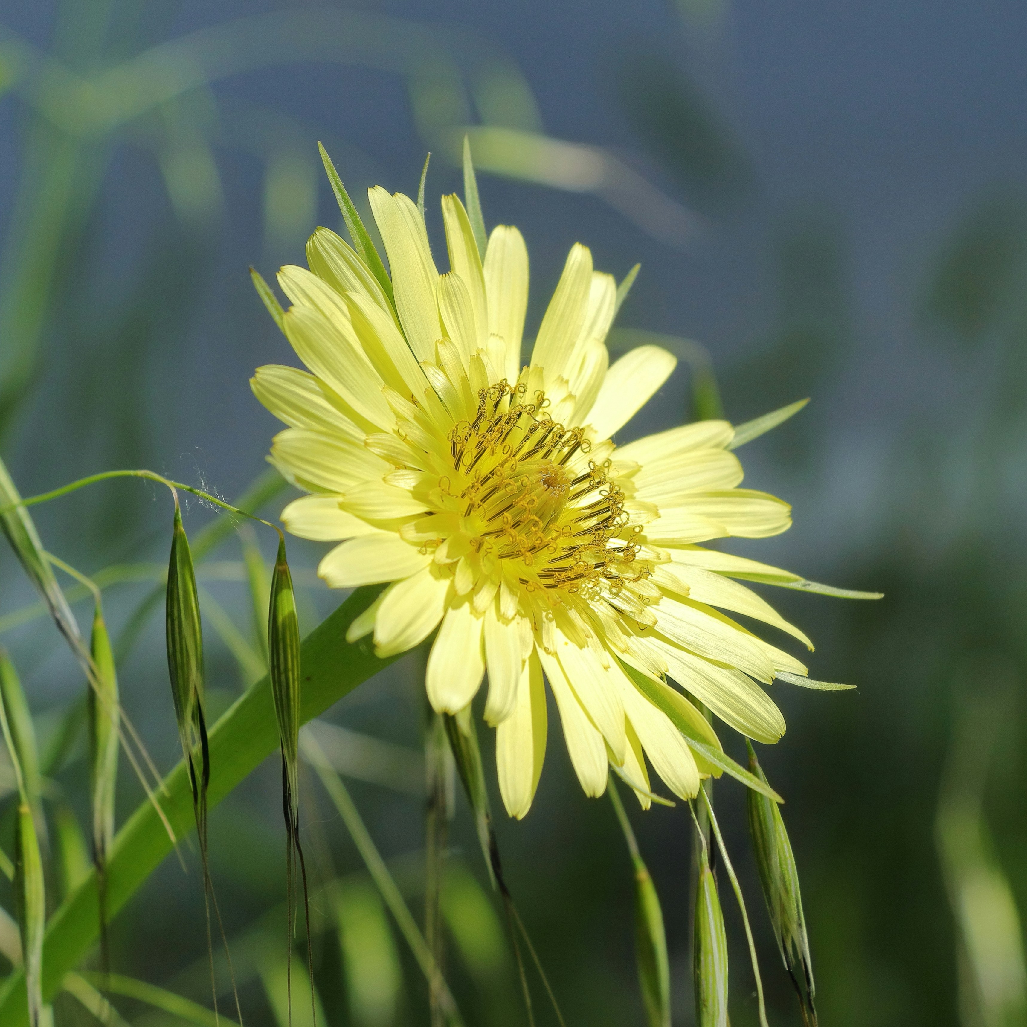Sunlit Yellow Bloom in a Sea of Green