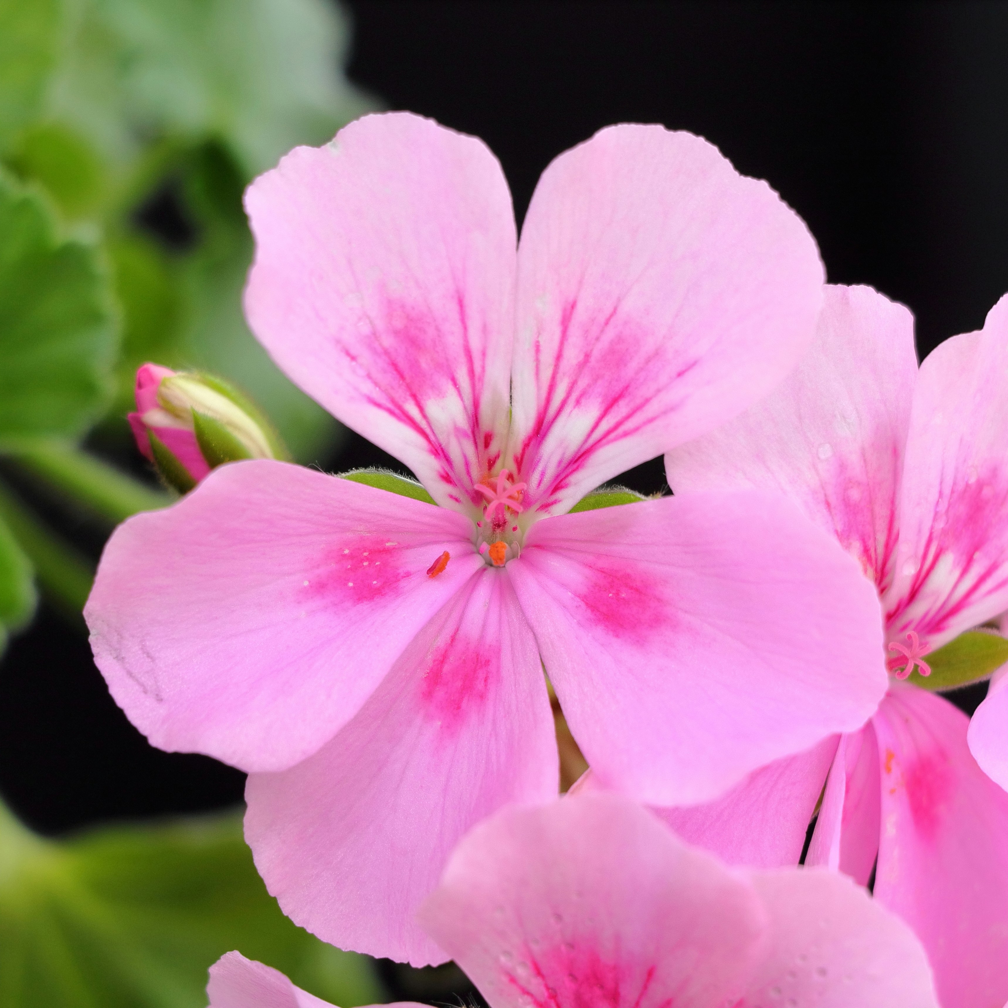 Blooming Spotlight: Close-up of Pink Geranium Petals