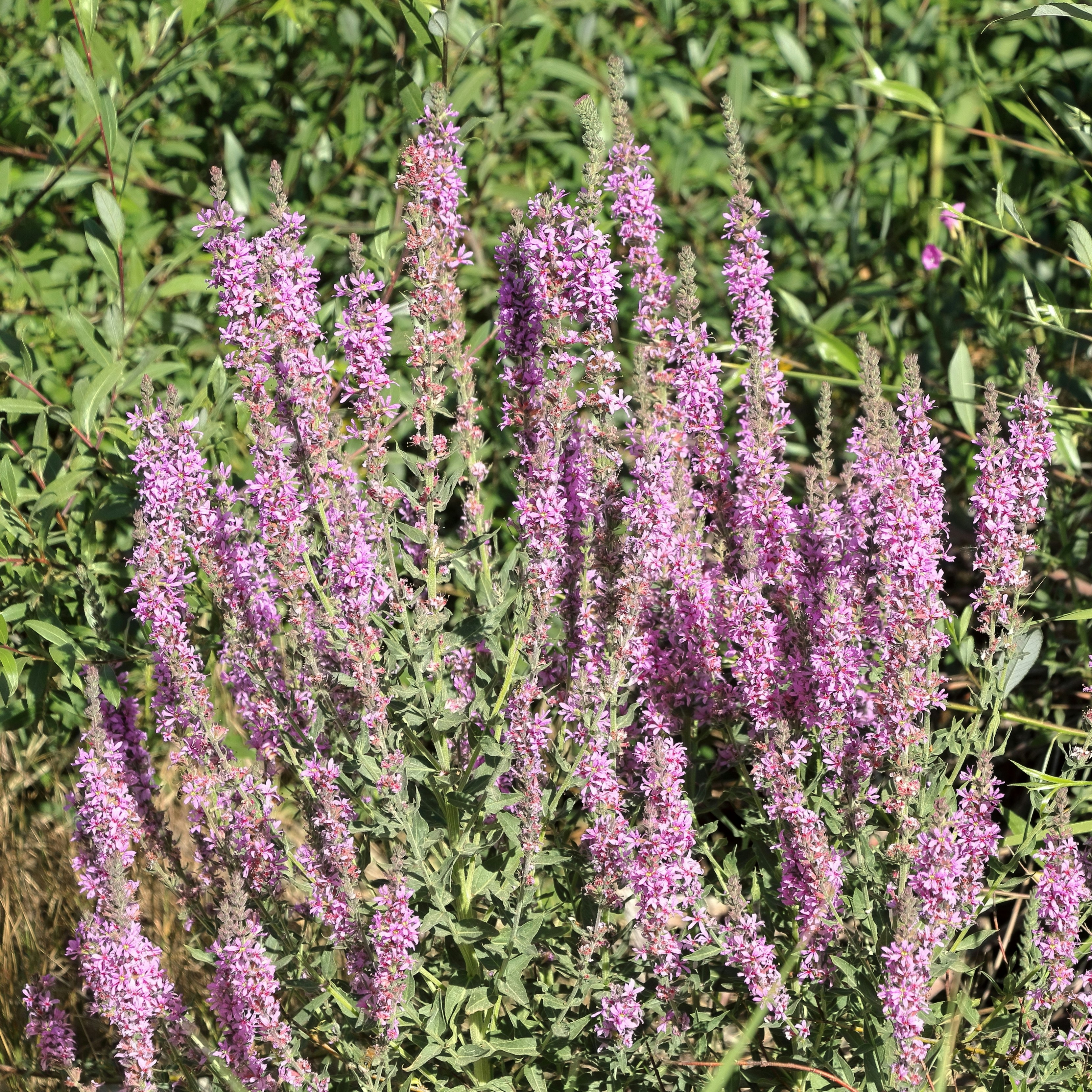 Purple spike blossoms in sunlit garden bed