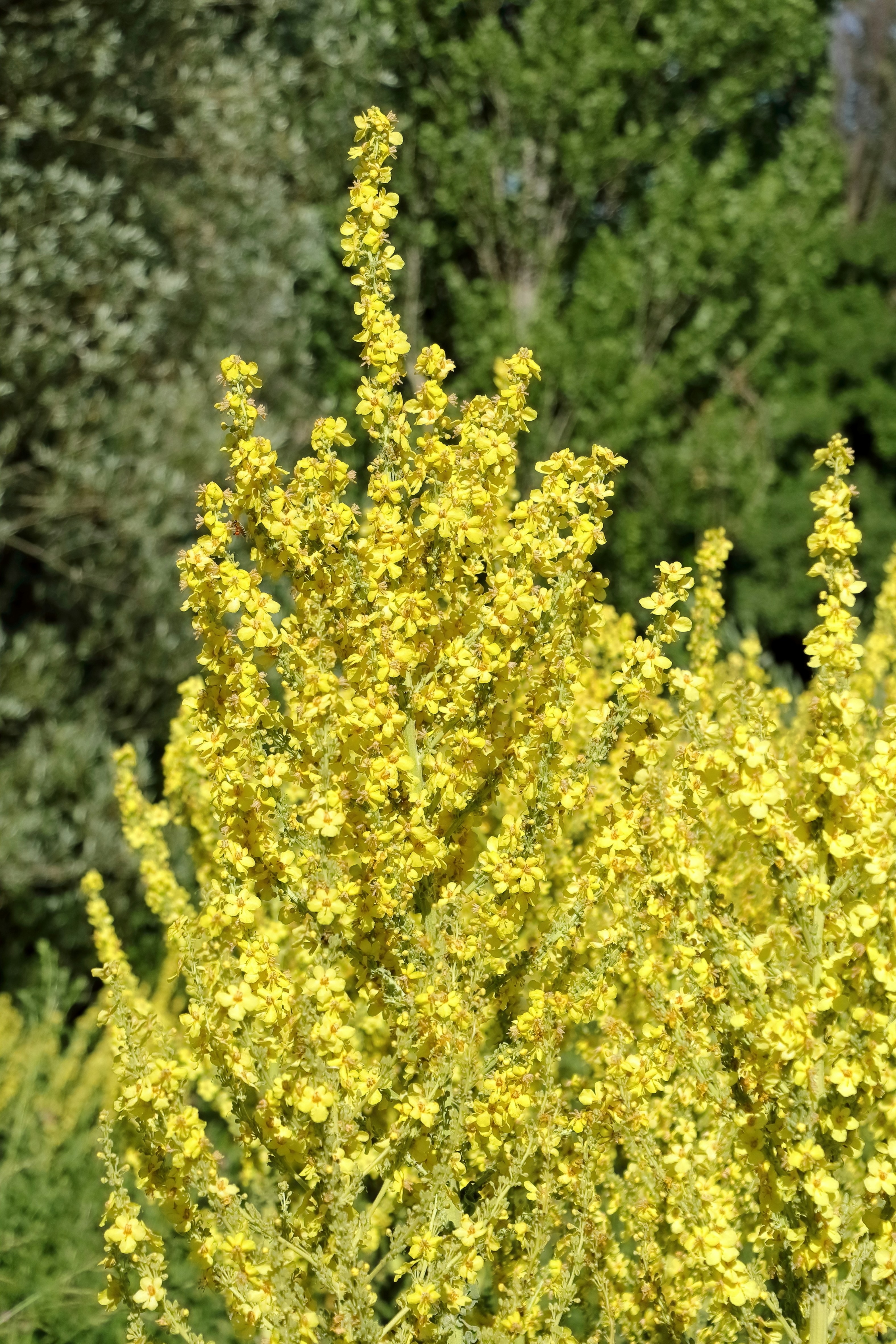 Golden Umbrella: clusters of bright yellow flowers reach toward the sun