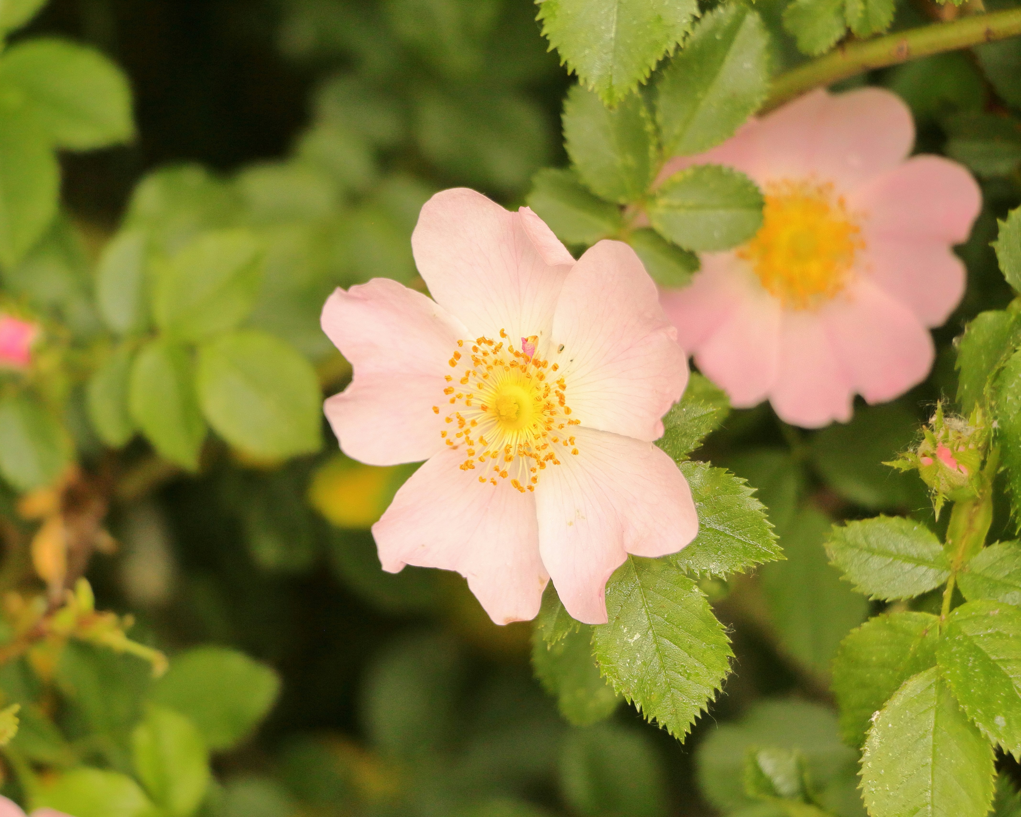 Soft Pink Petals in a Quiet Green Frame