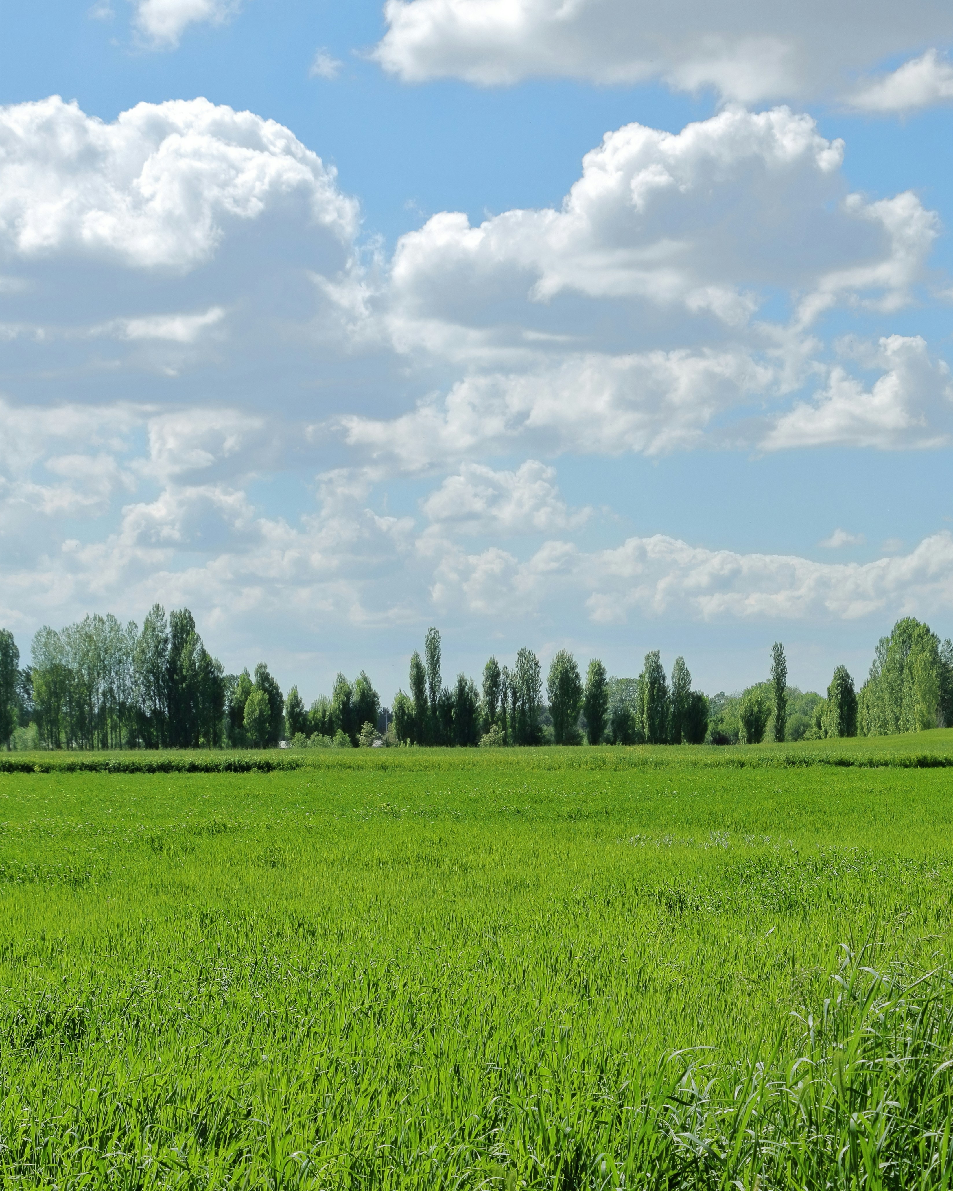 Wide Green Expanse Under a Dappled Sky
