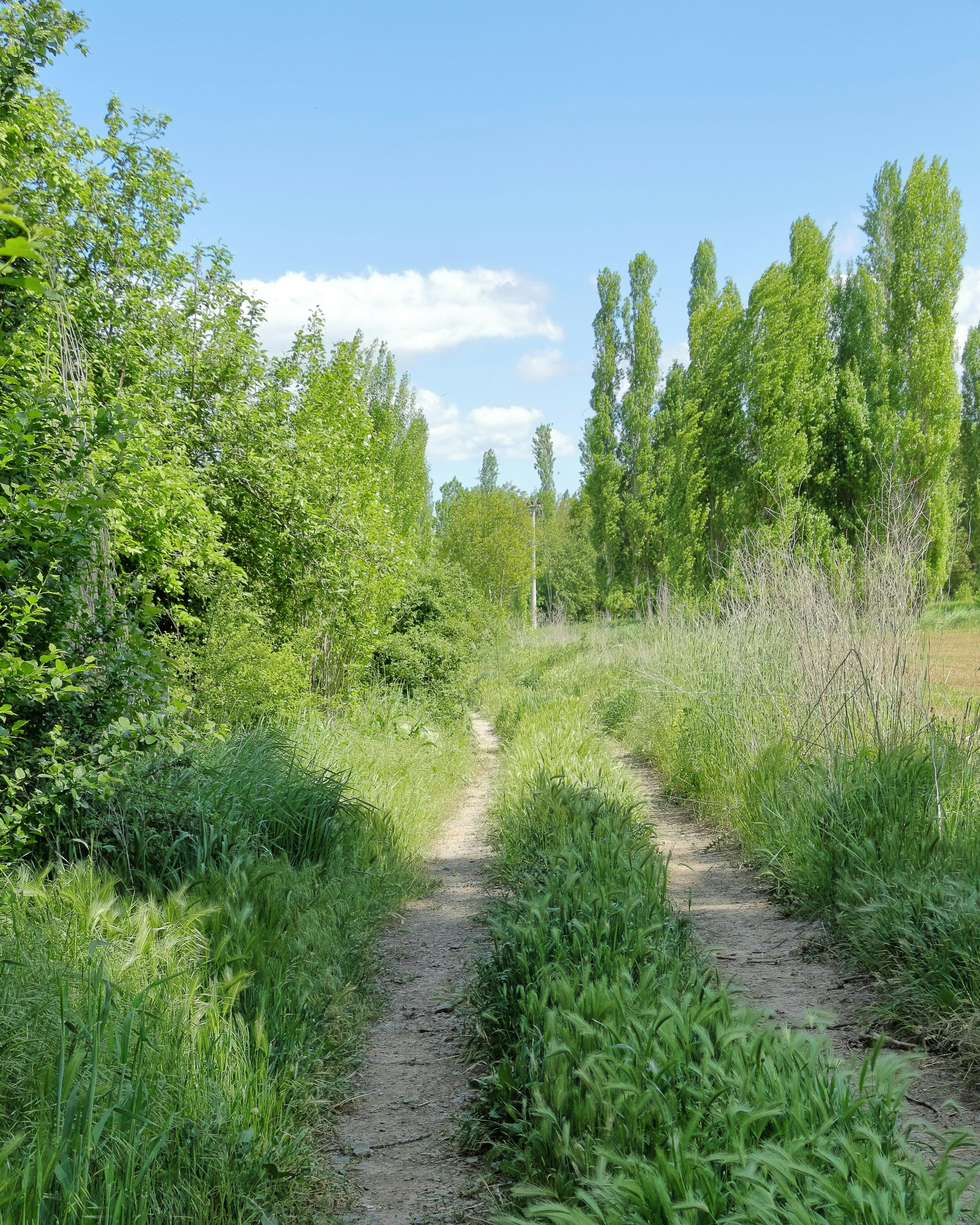 Overgrown Path to Distant Blue Sky