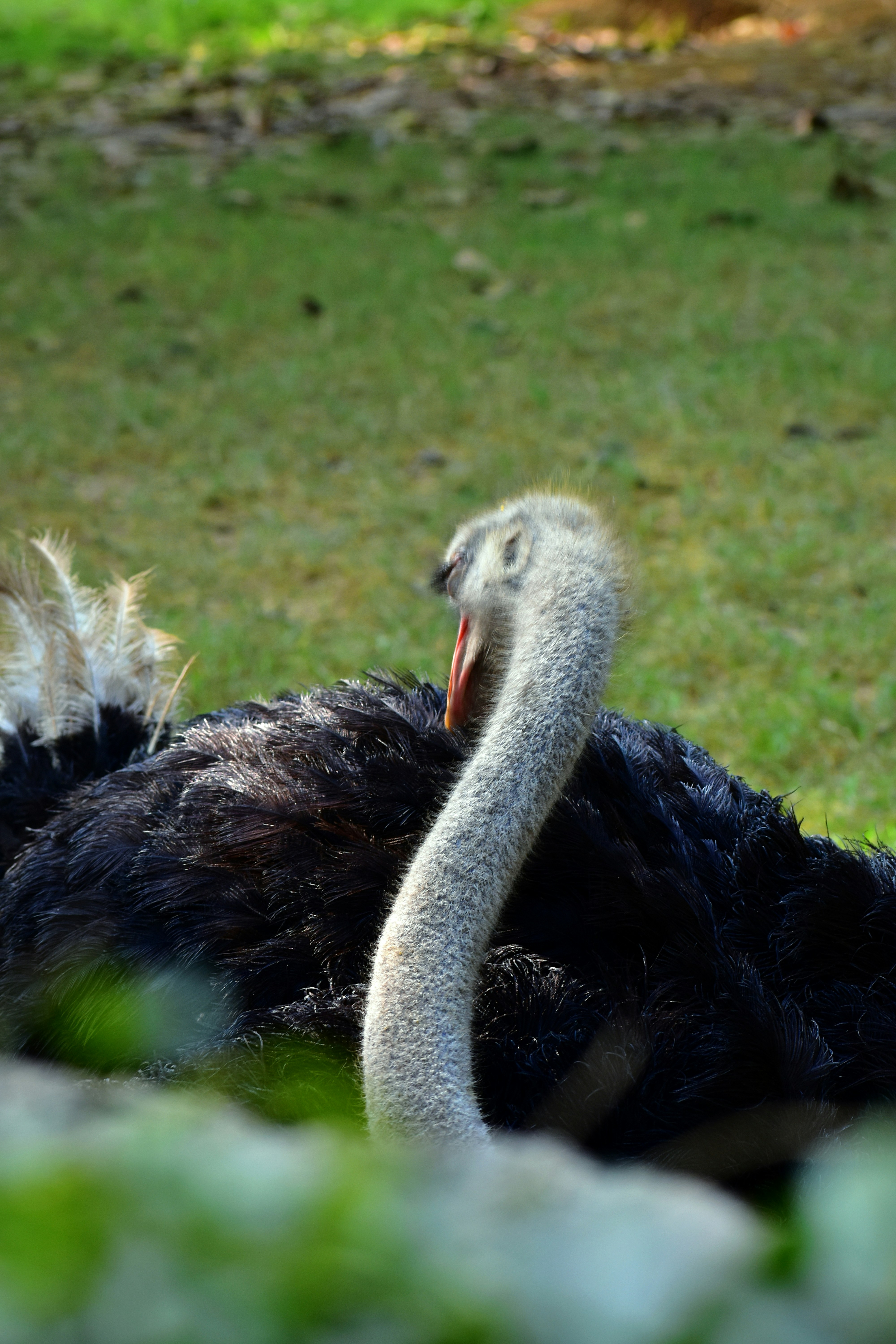Graceful Neck: A Black Swan Emerges in Soft Sunlight