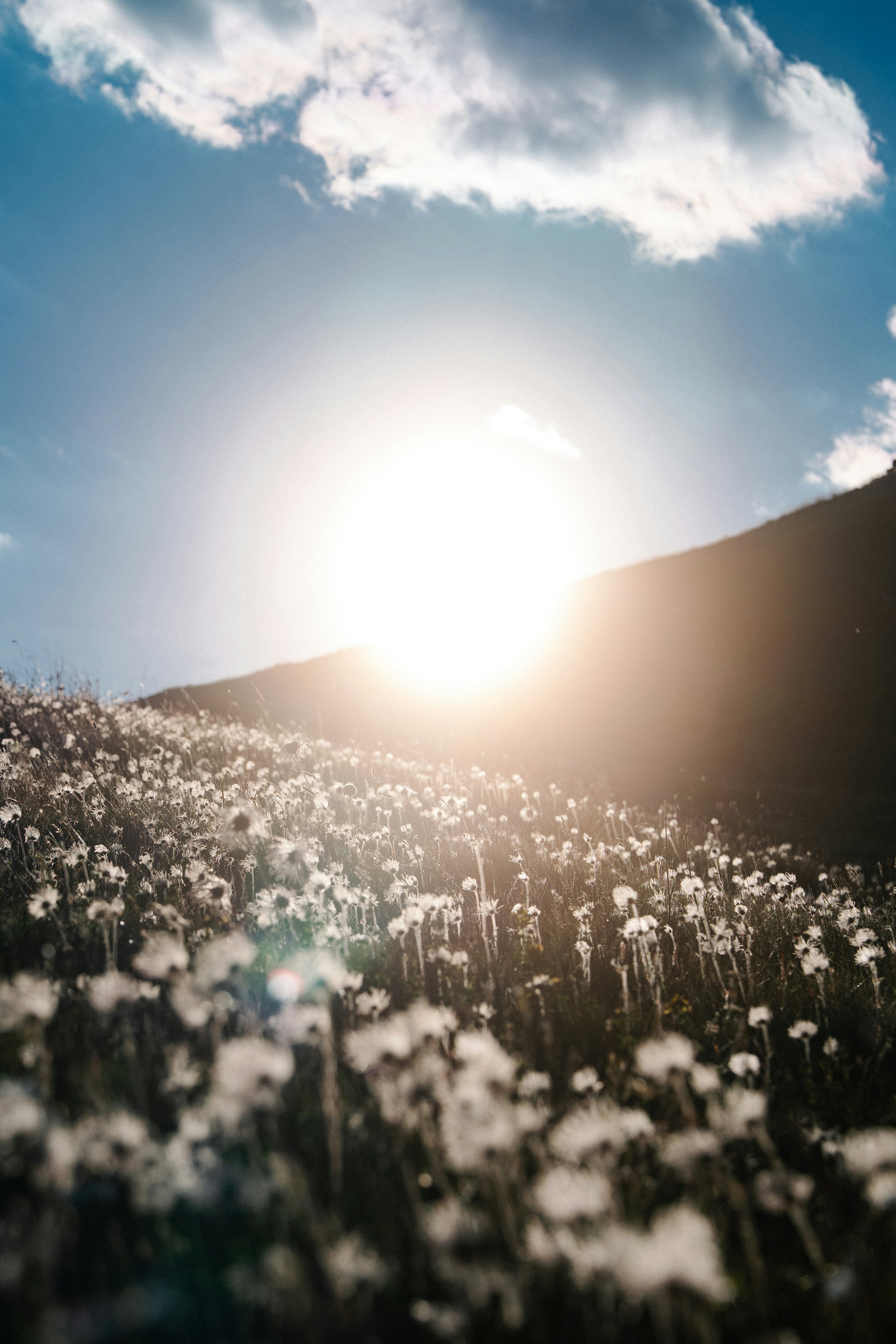 Sunlit Meadow in Bloom: A Low-Angle Glare over Dandelion Clouds