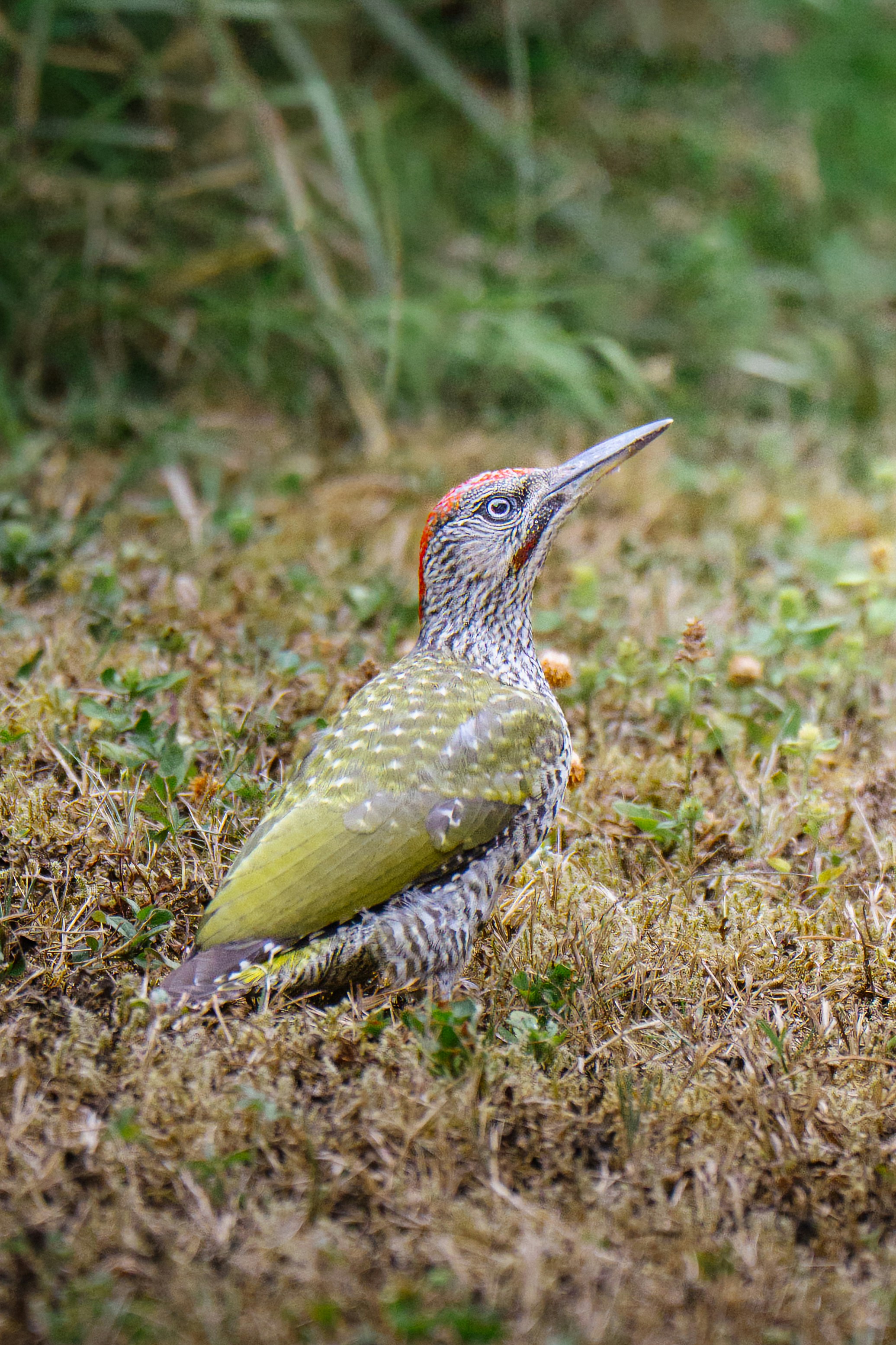 Hunting the Dusk: A Greater Spotted Woodpecker in Striated Grass
