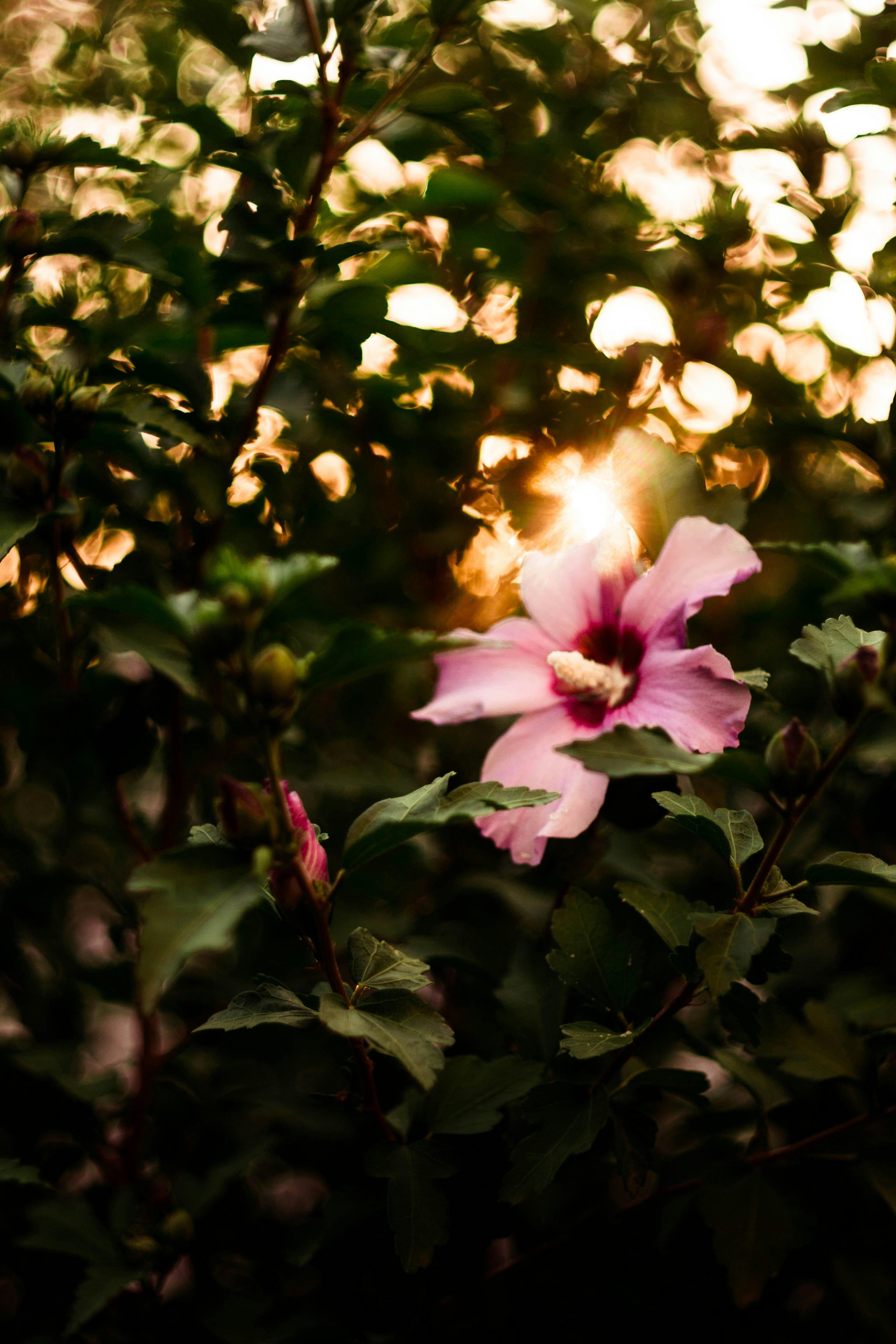 Soft Sunlit Hibiscus Amid Evening Foliage