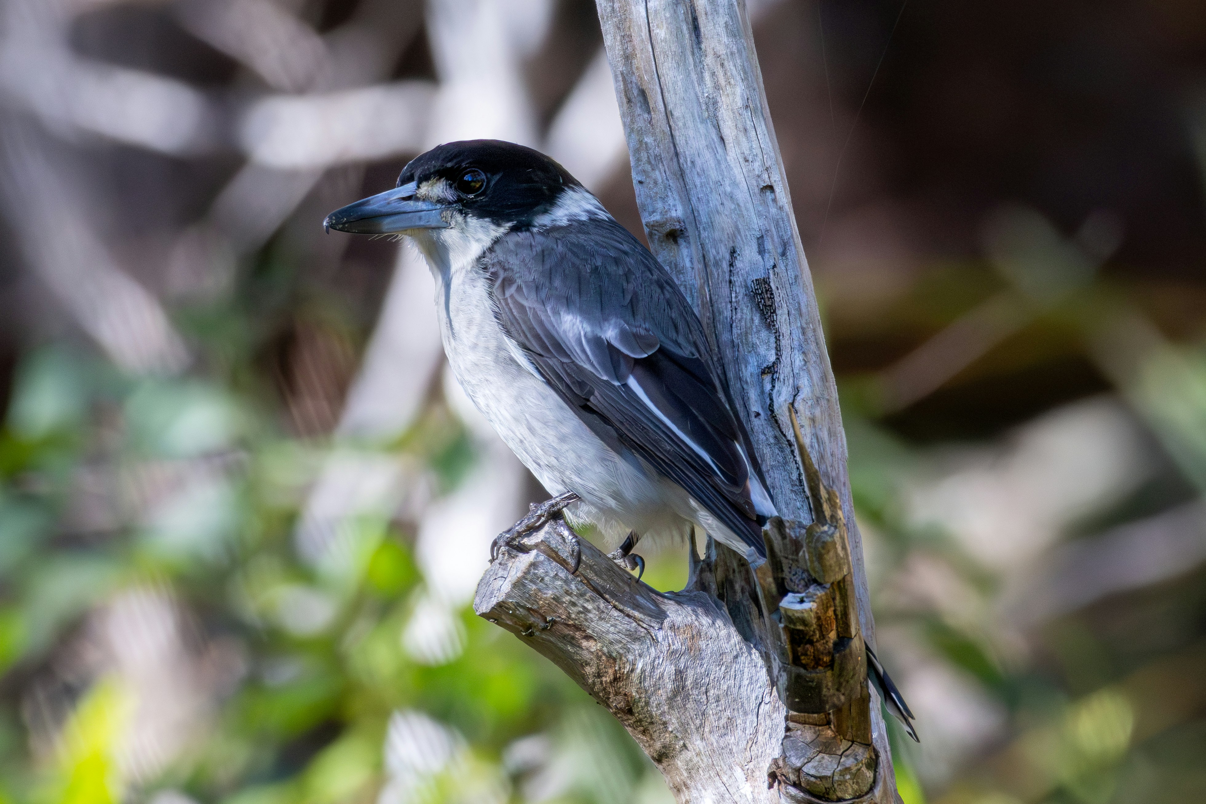 Perched Songbird in Dappled Light