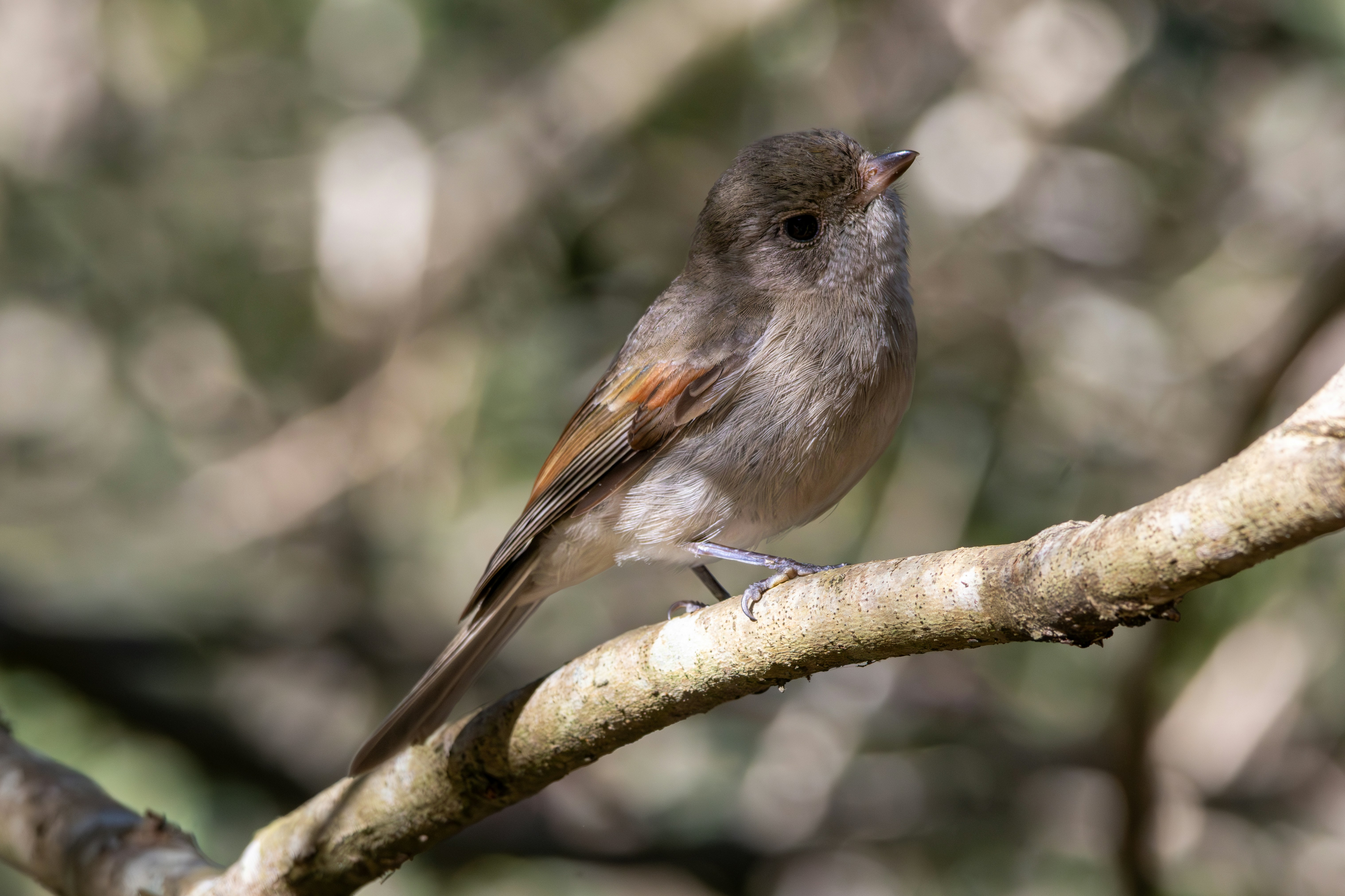 Perched Ember Tanager: Quiet Focus on a Small Songbird