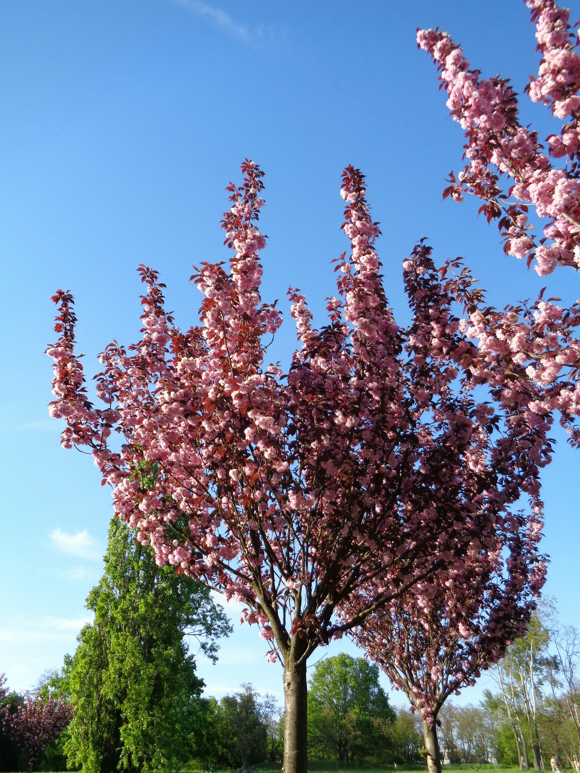 Blossom Canopy Under a Clear Day