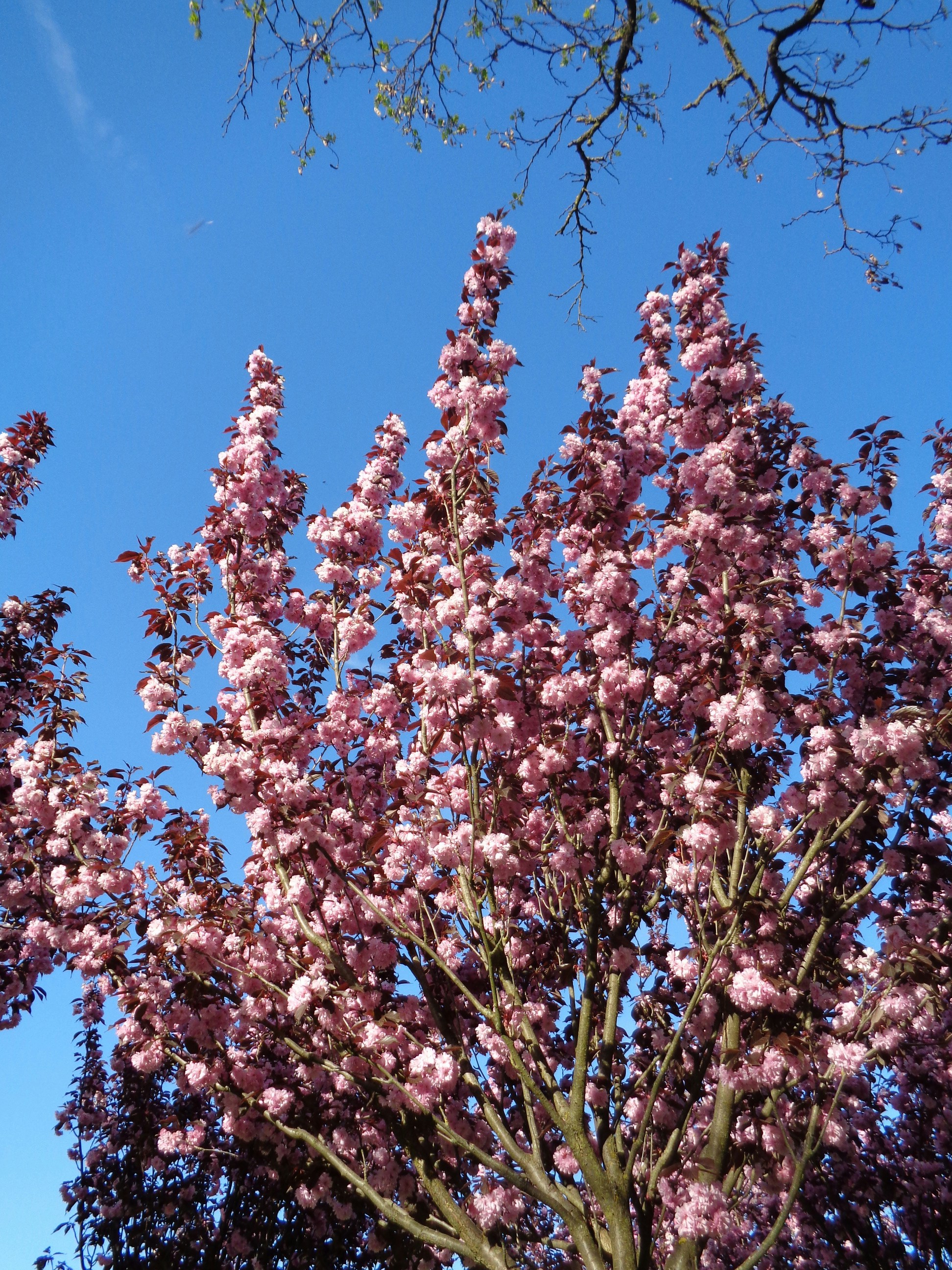 Blossoms Reaching for a Cariad Sky