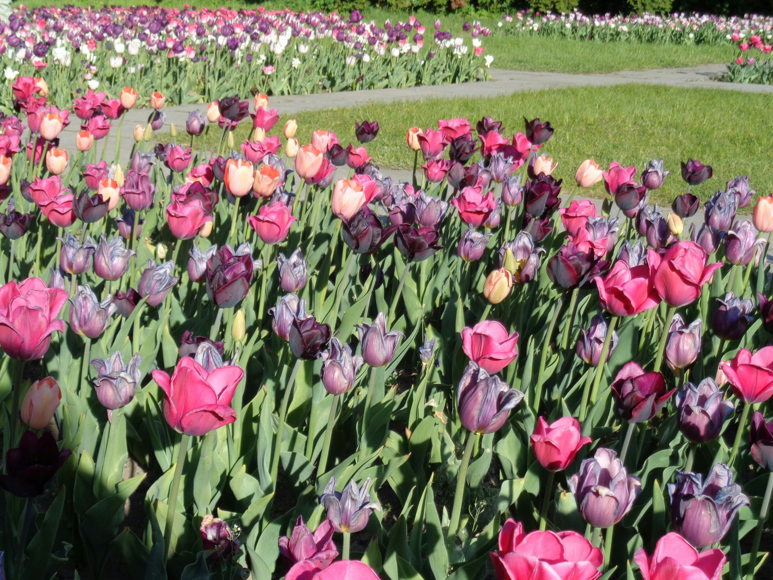 Field of Tulip Colors: A Ribbon of Blooming Pink, Purple, and Peach