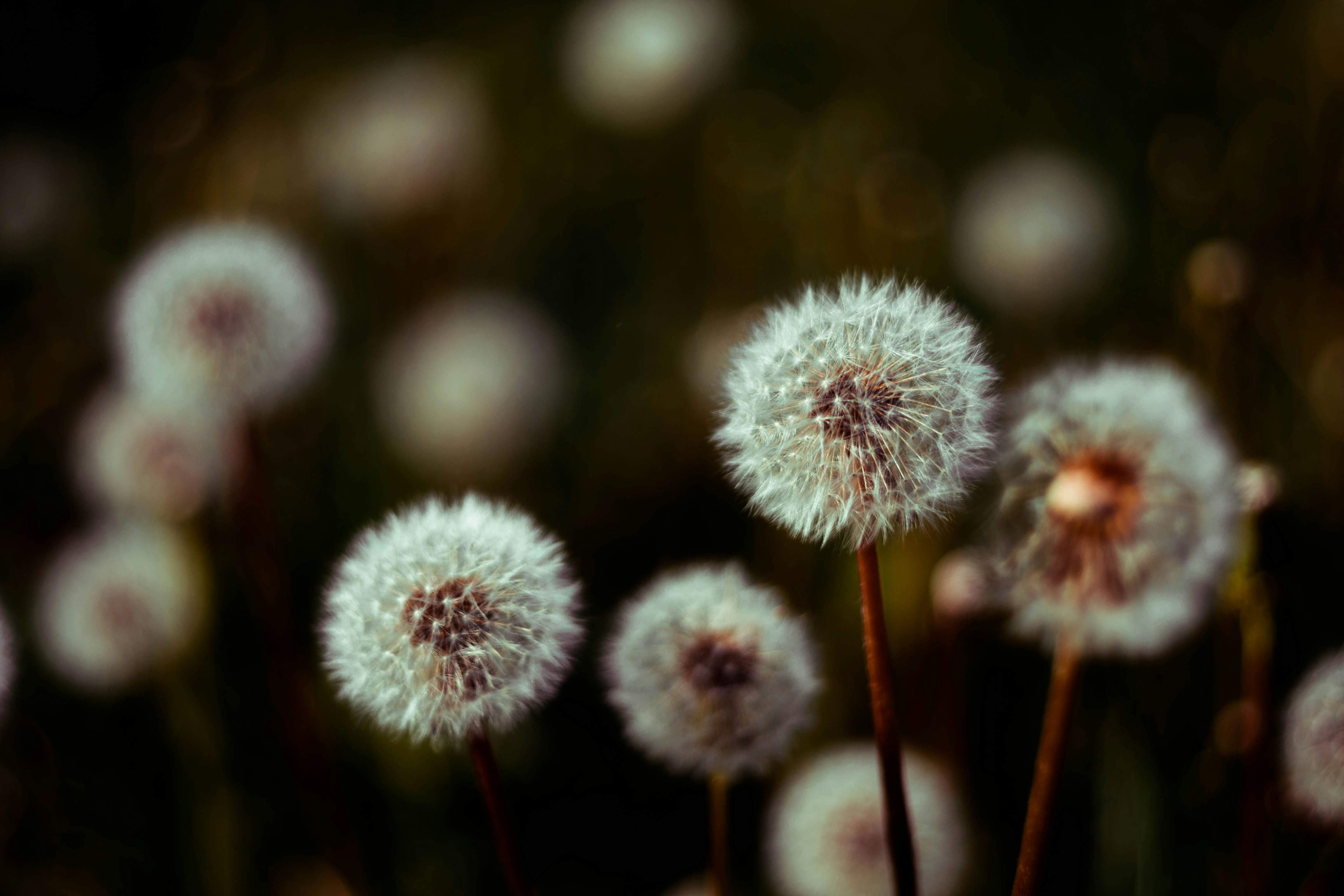 Soft Dawn Dandelions: A Close-Up of Bursting Seeds