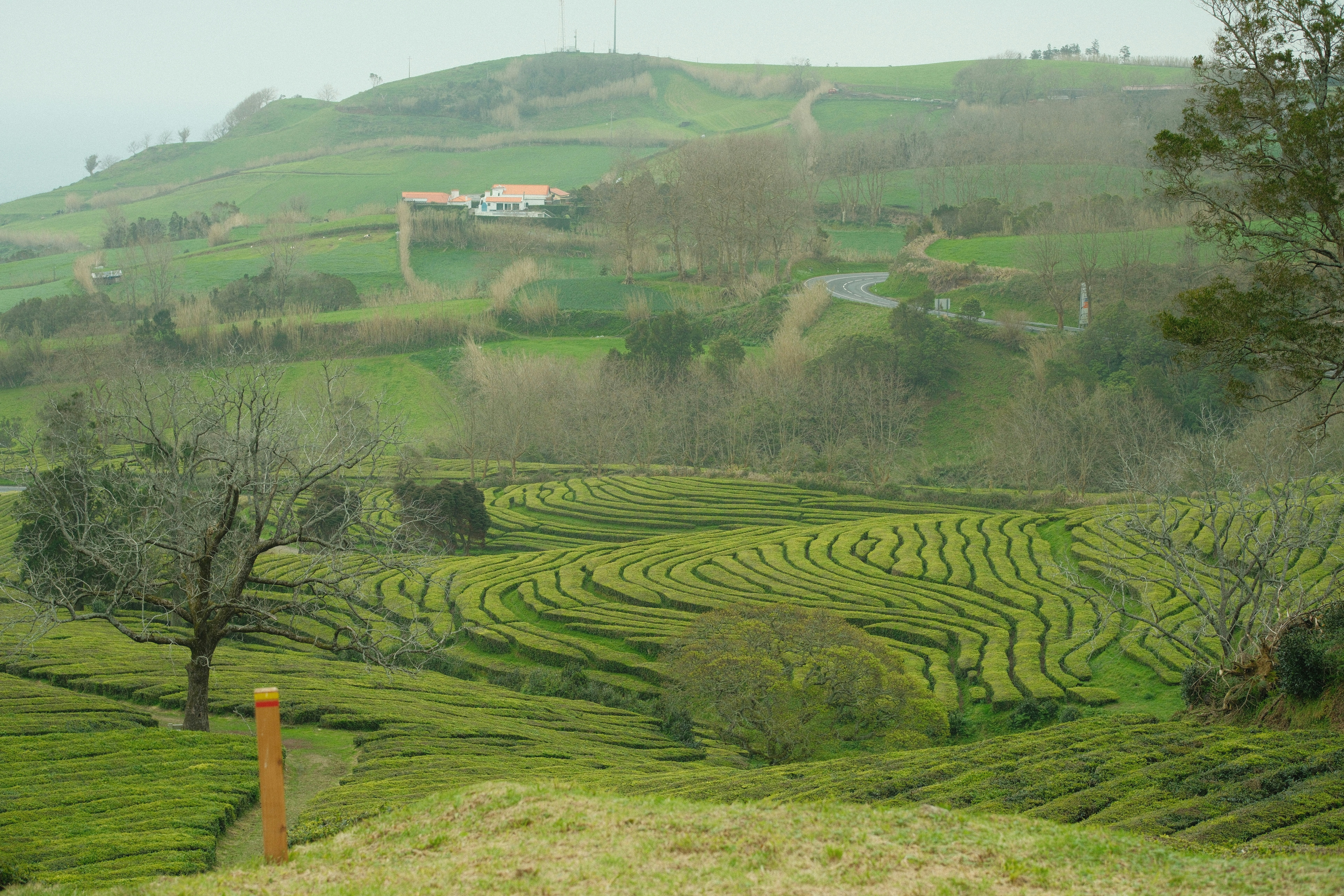 Terraced Green Horizons Under a Quiet Valley Sky