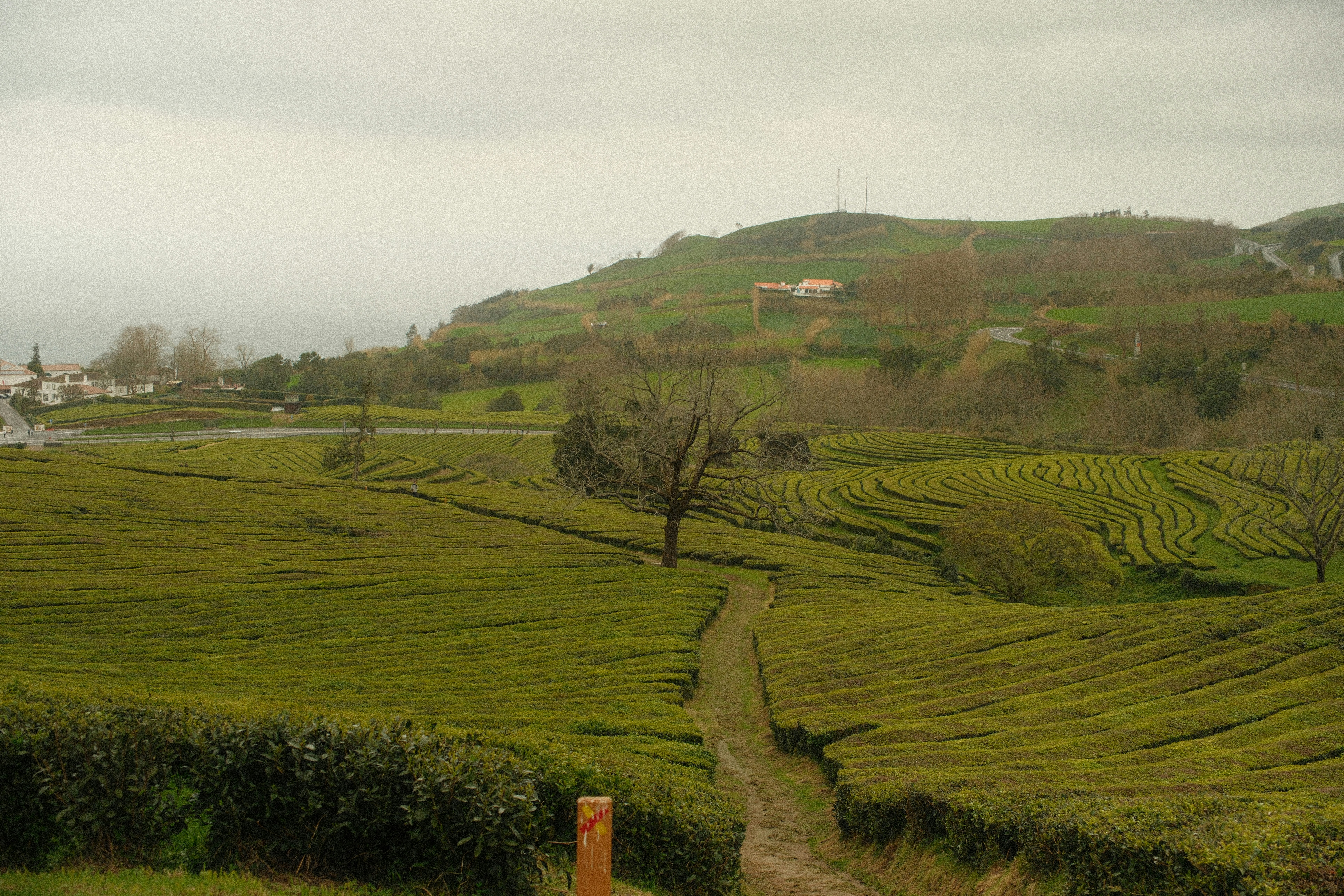Terraced fields stretch toward a distant hill with a solitary tree at the center, under soft cloudy light. A narrow path leads the eye through the crops, with a few farm buildings dotting the horizon.