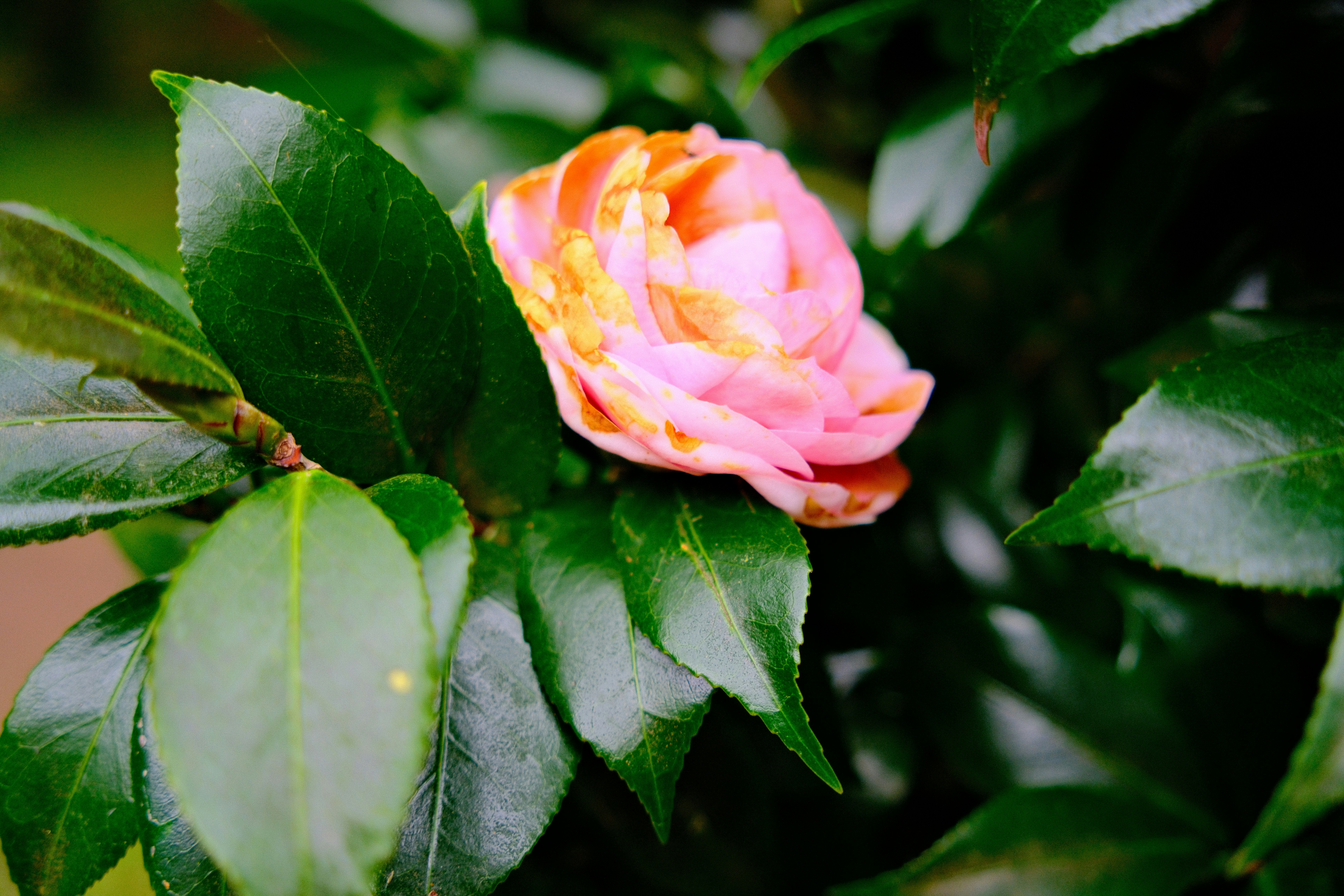 Petal Glow Between Glossy Leaves