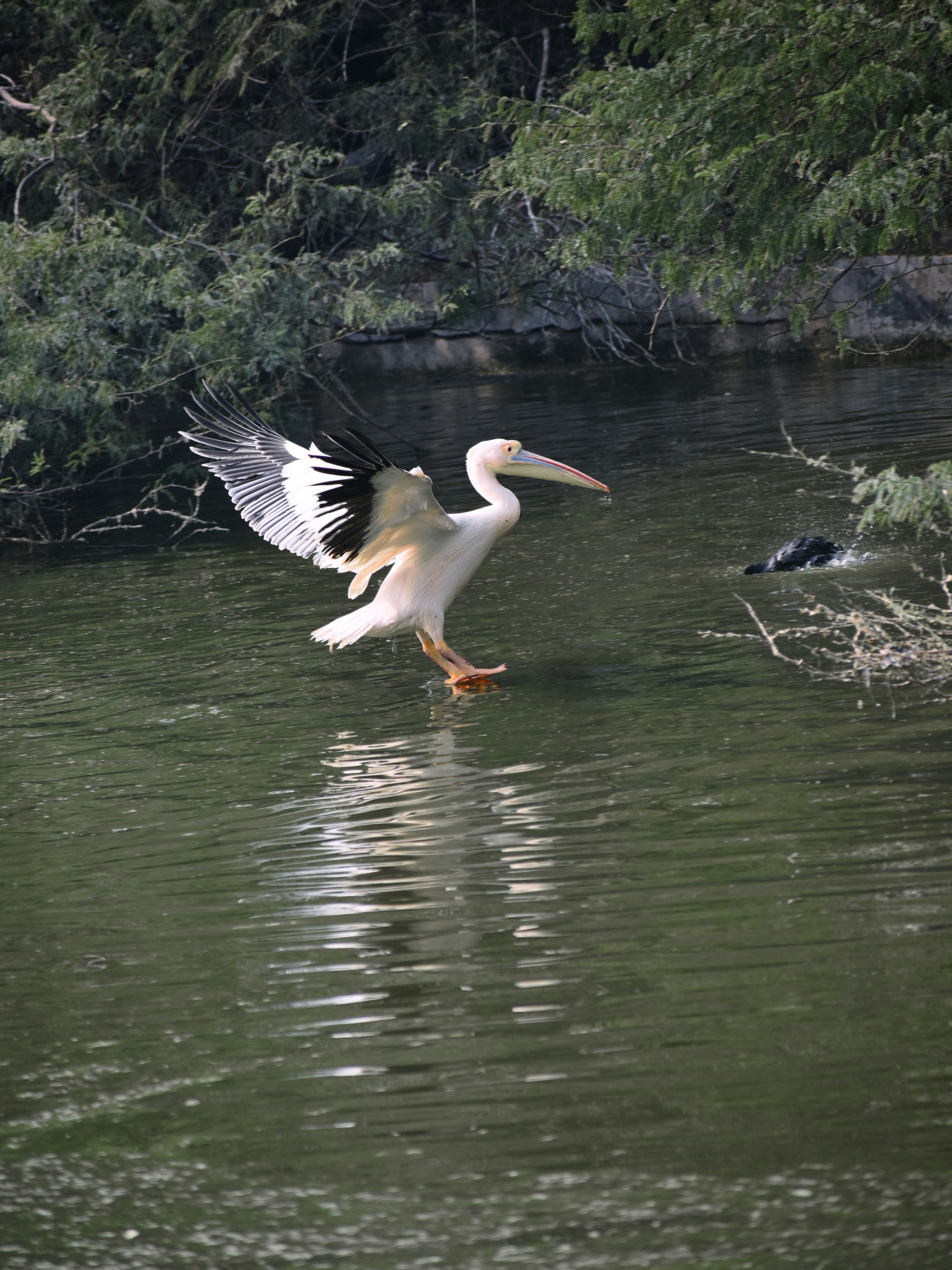 Landing Pelican Over Calm River with Wing Spread