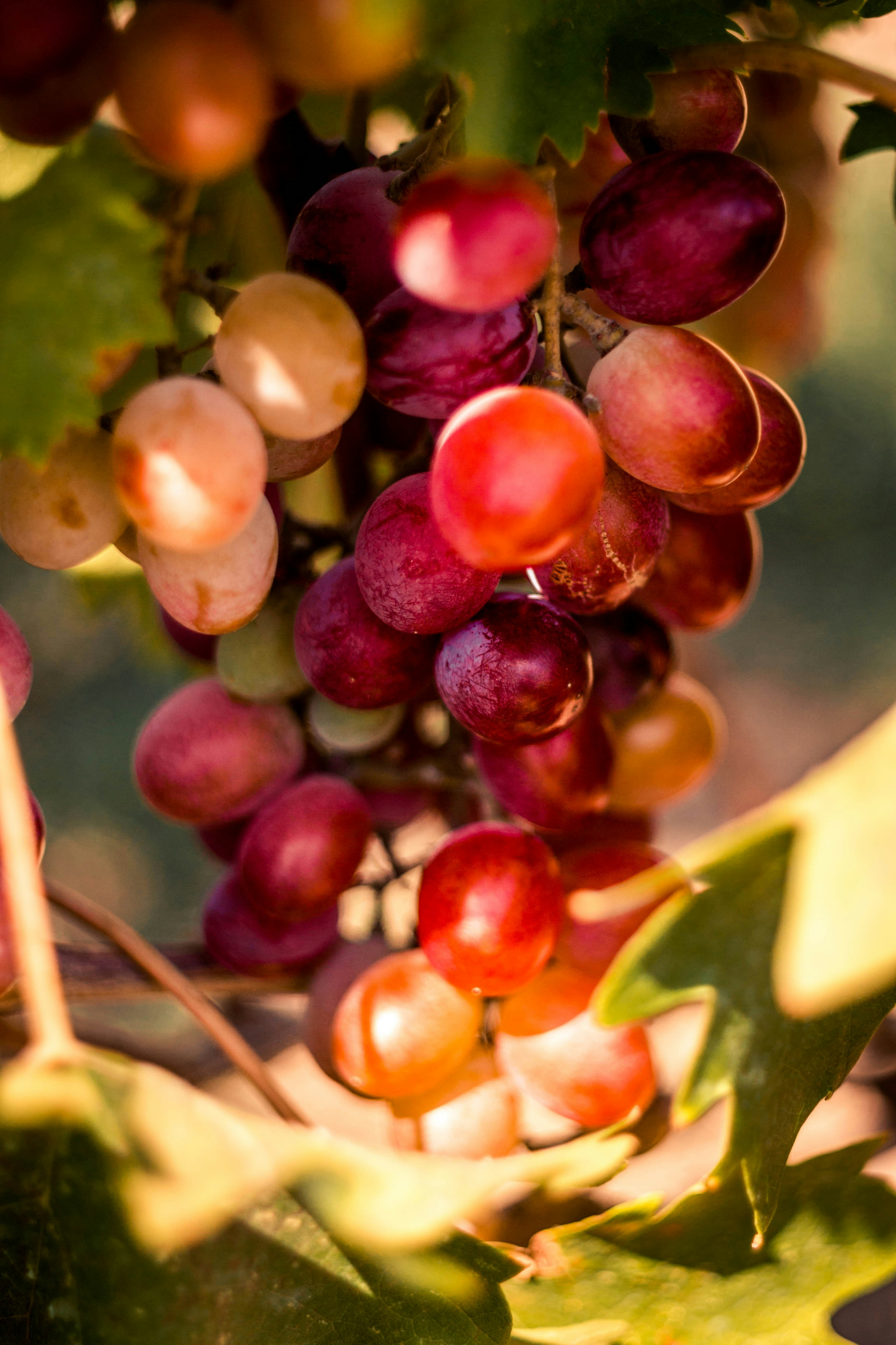 Cluster of Grapes in Warm Sunlight