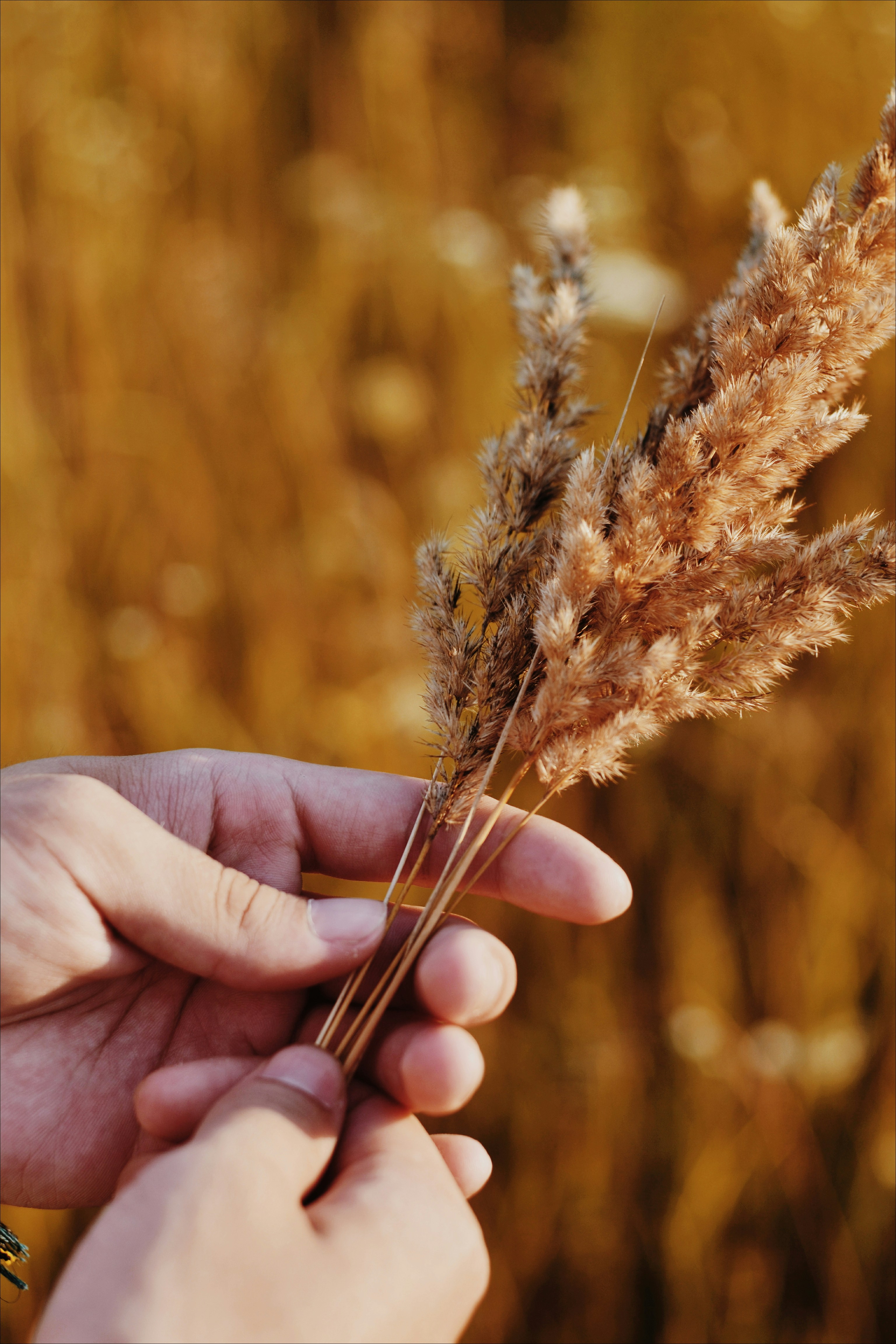 Harvest of Quiet Fibers in Golden Light