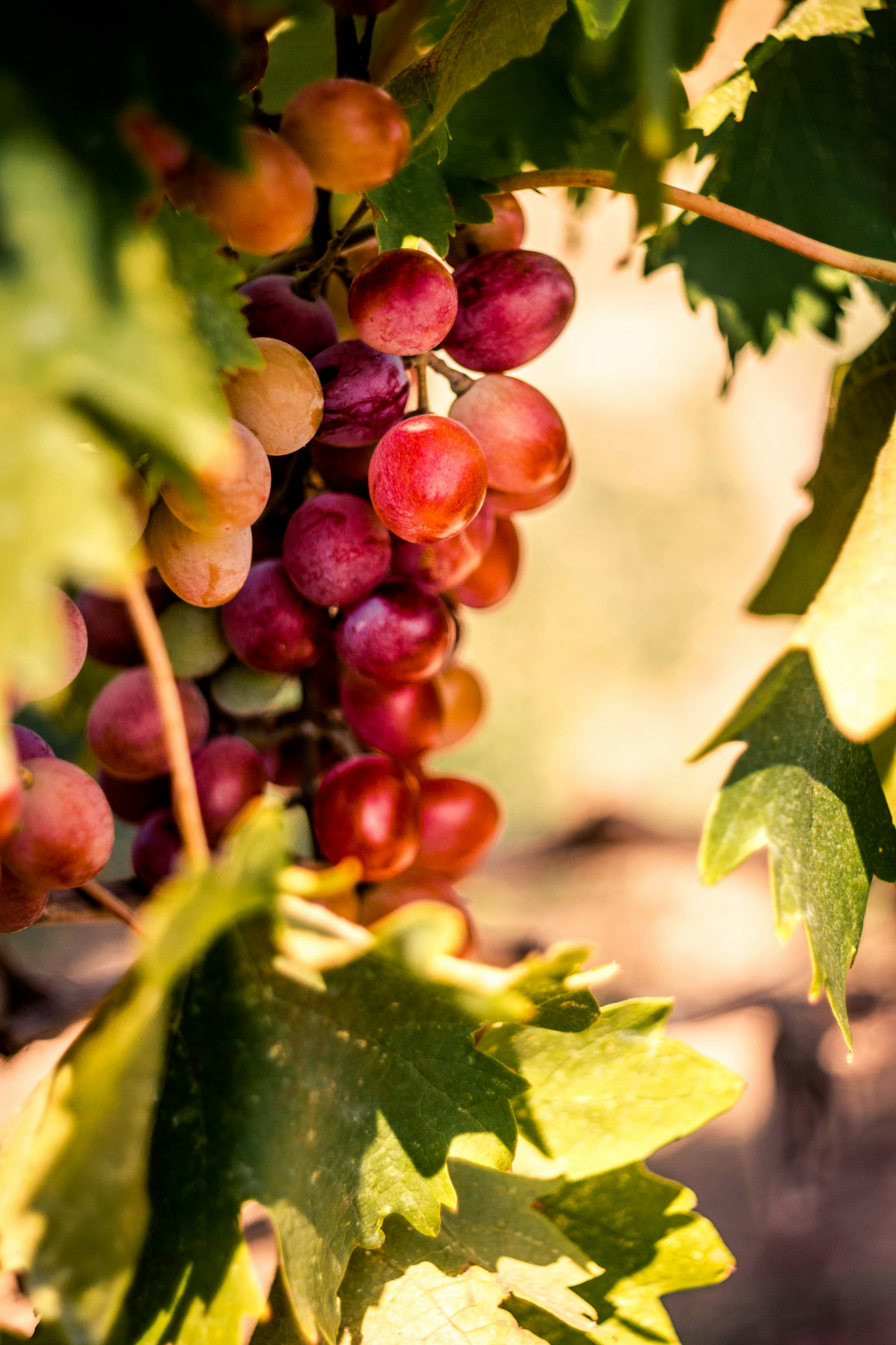 Sunlit Bunch: Grapes Nestled Among Green Canopy