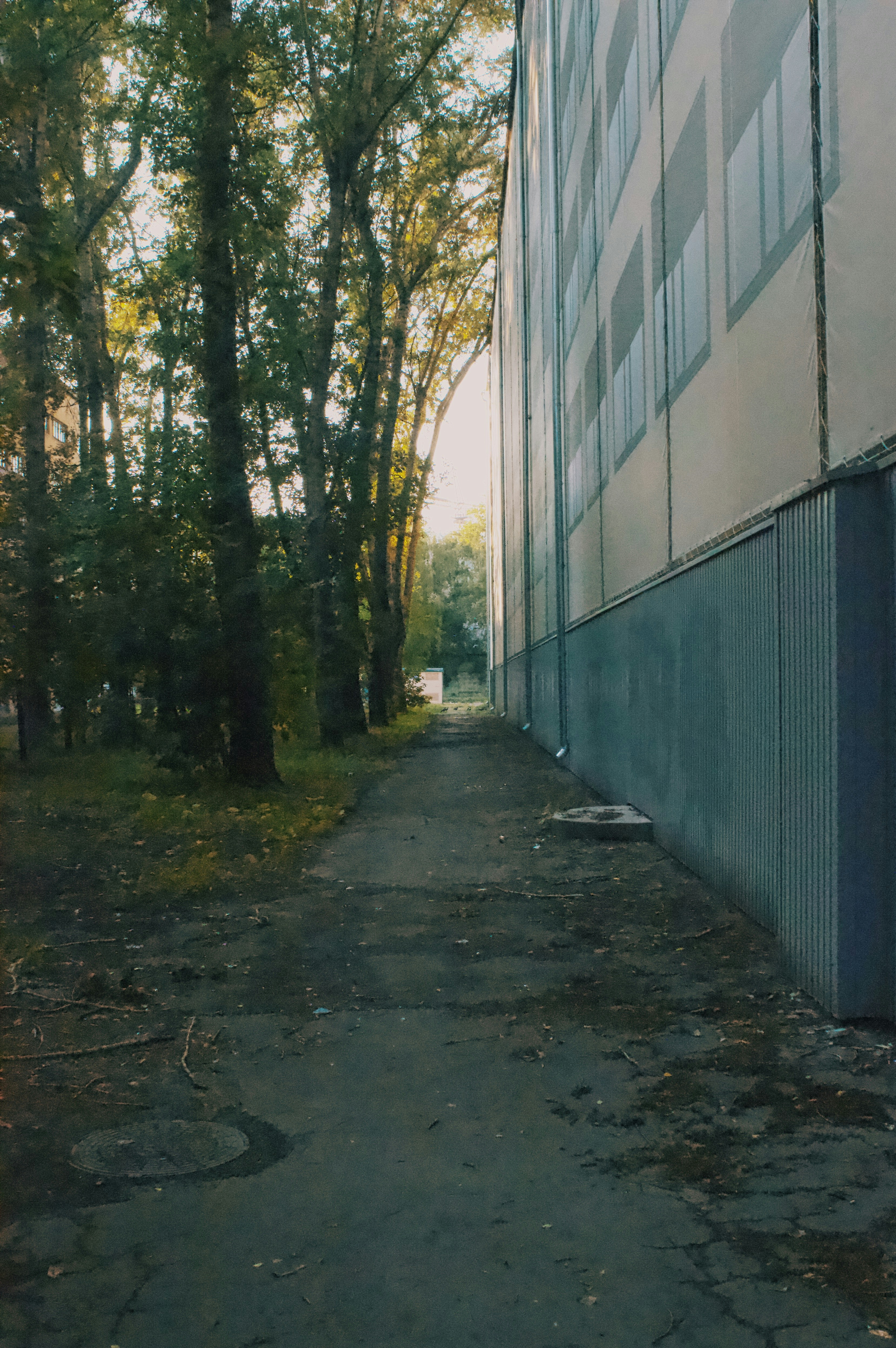 Sunlit Alley Between Trees and a Blue-Washed Industrial Wall