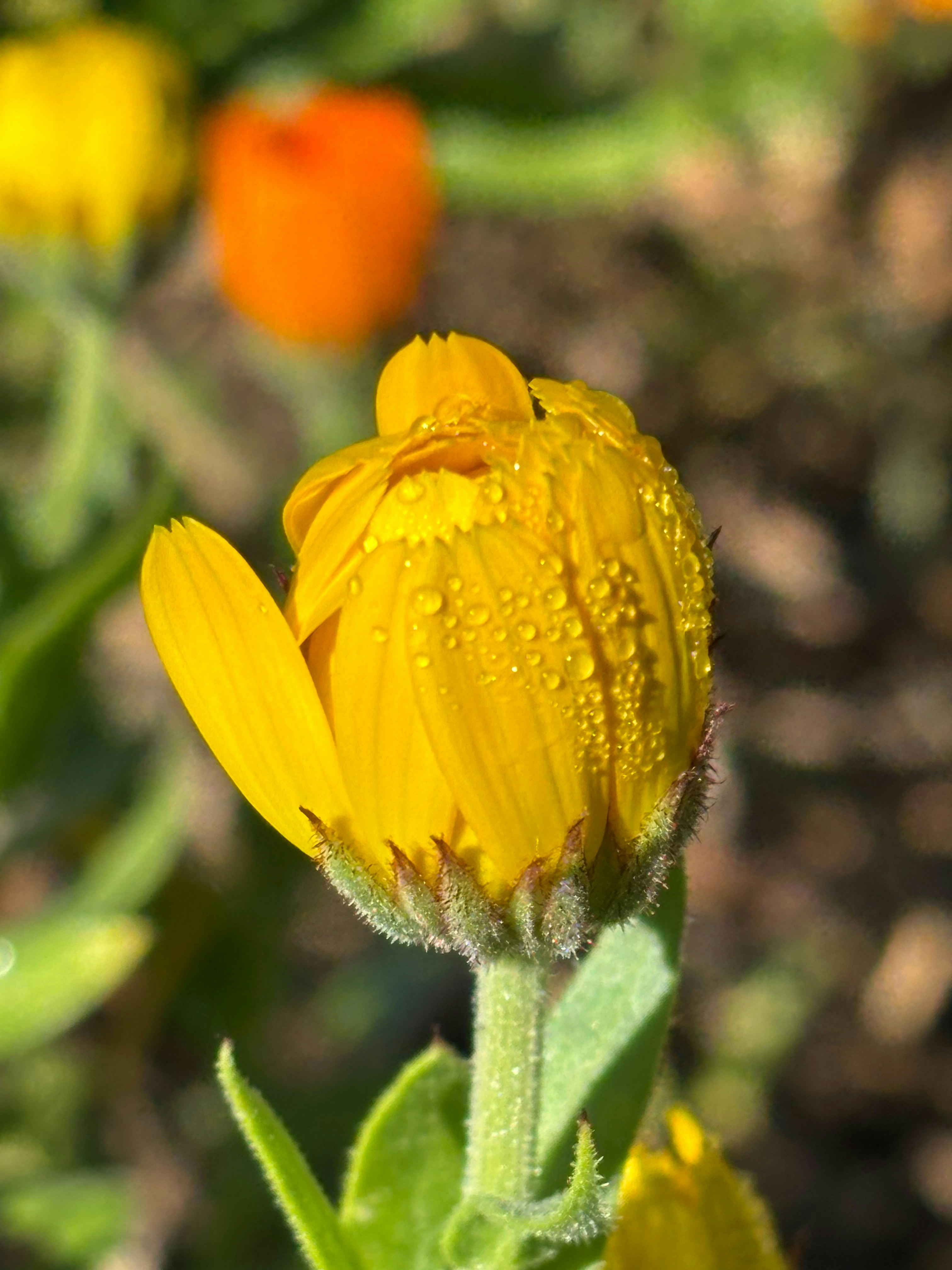 Sunlit bud: a close-up of a dewy yellow flower sharpening on its stem