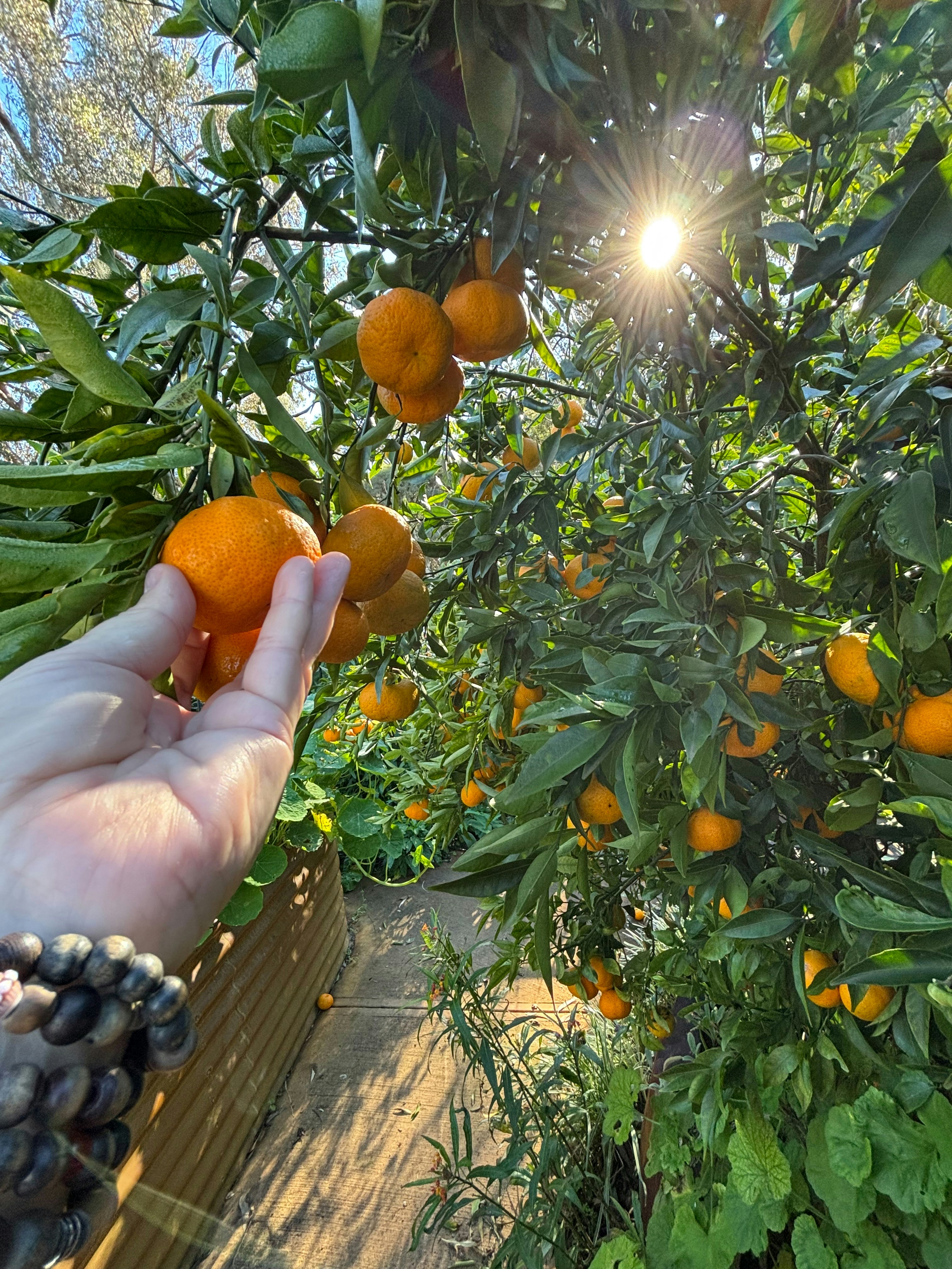 Sunlit Orange Harvest: A Handful of Citrus Beneath Verdant Canopy