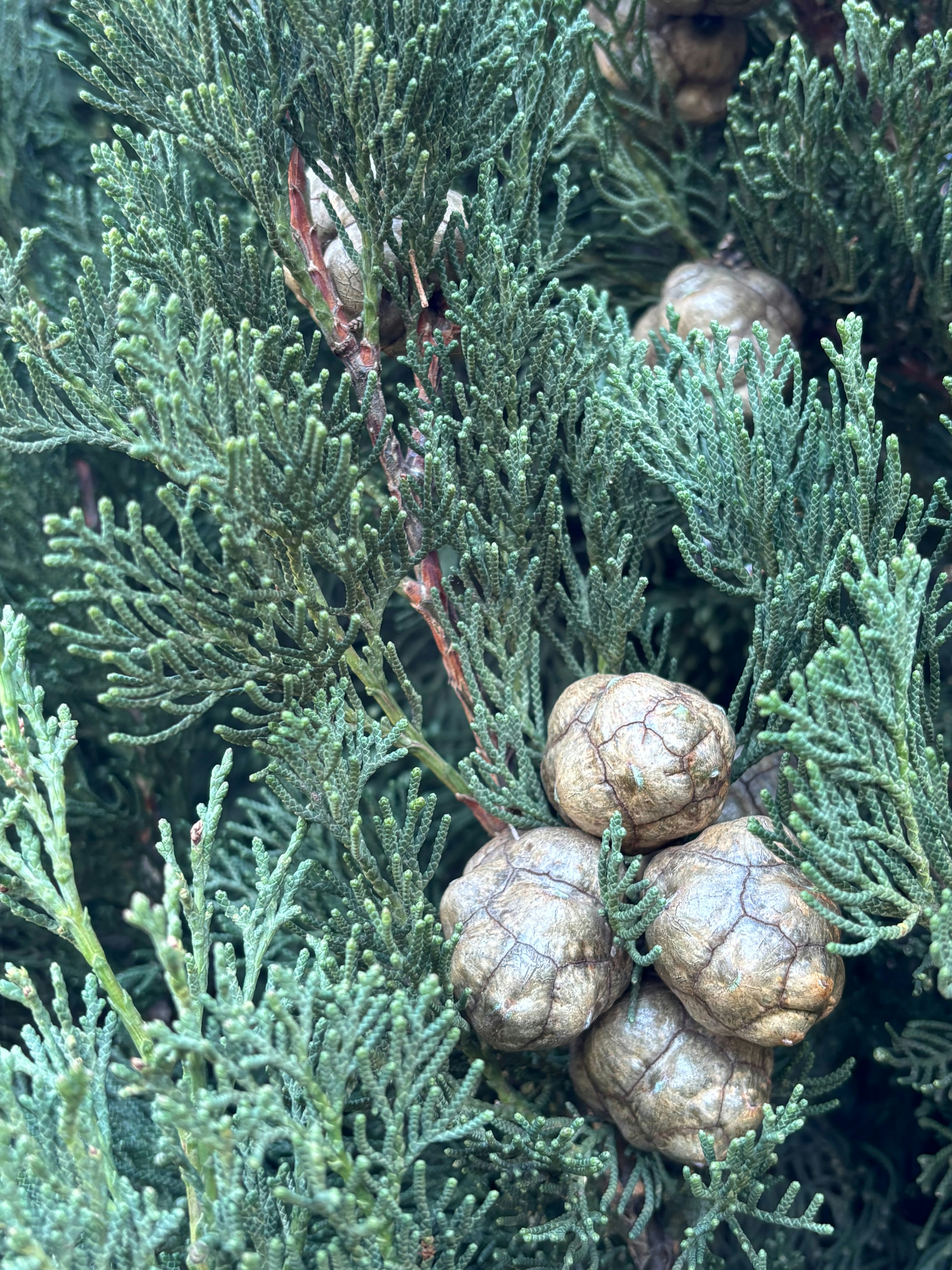 Coniferous Berries: Silent Spheres Among Blue-green Branches