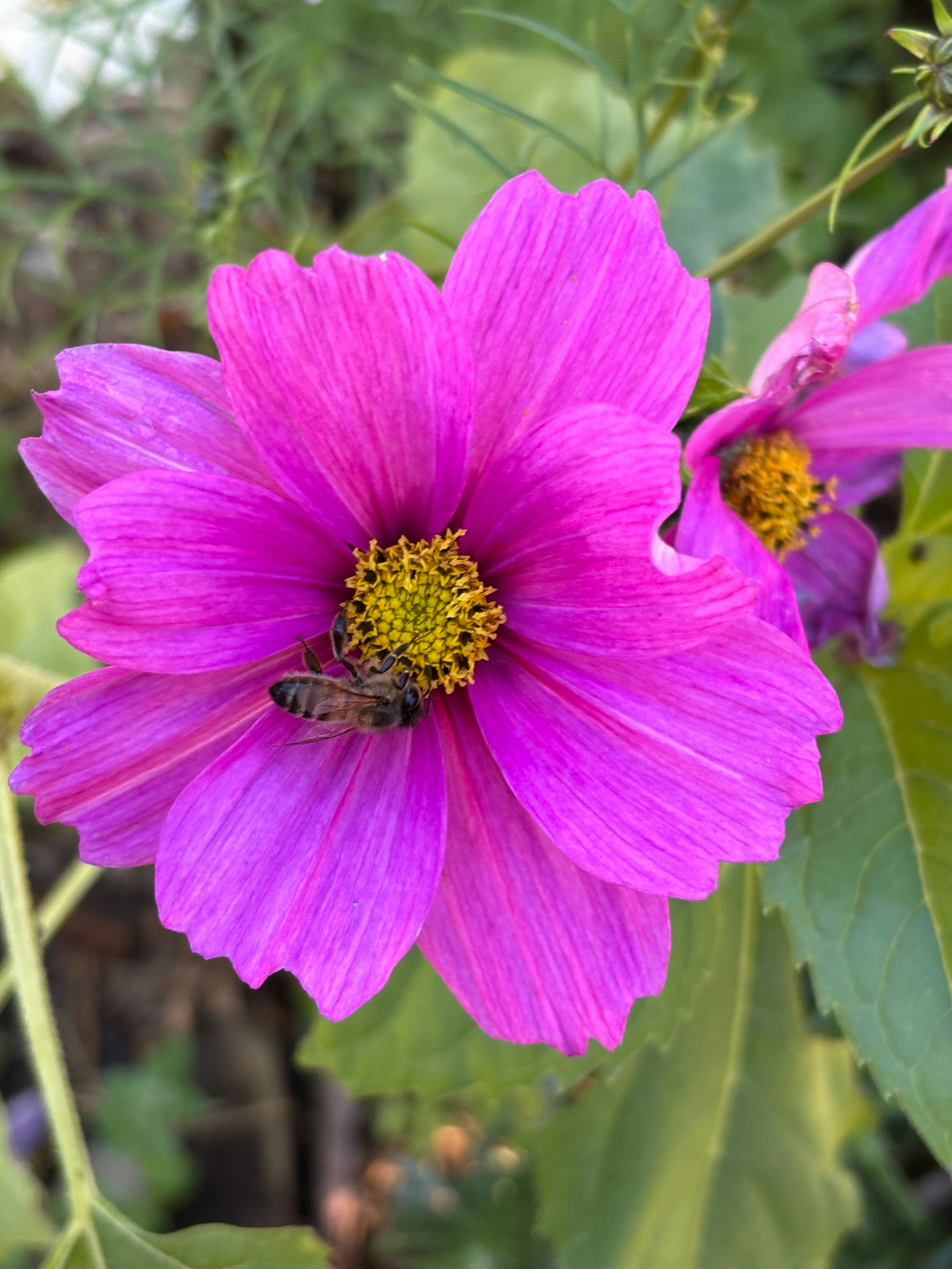 Magenta Petals and a Busy Bumblebee