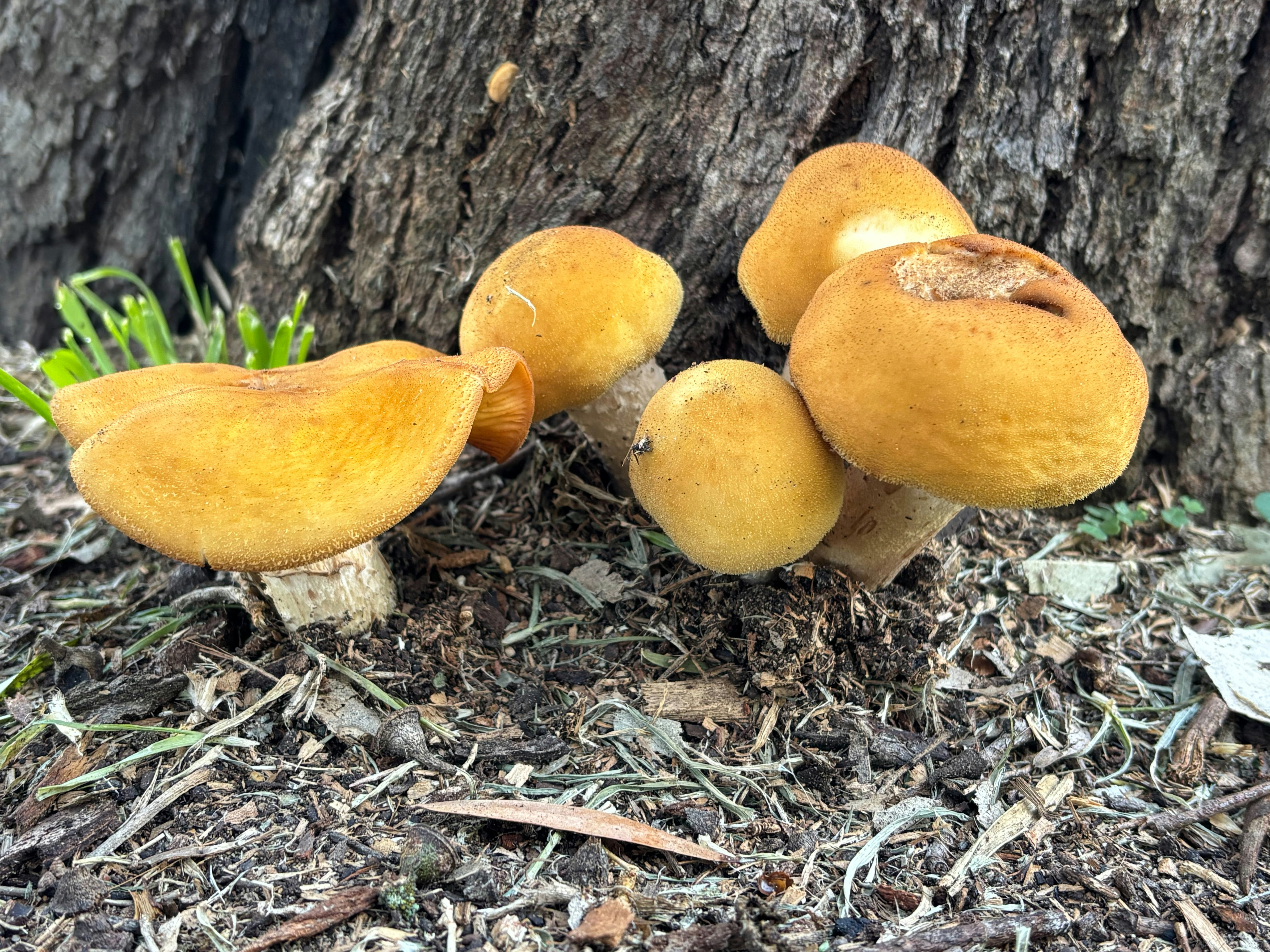 Golden Fungi Cluster at the Base of a Weathered Trunk