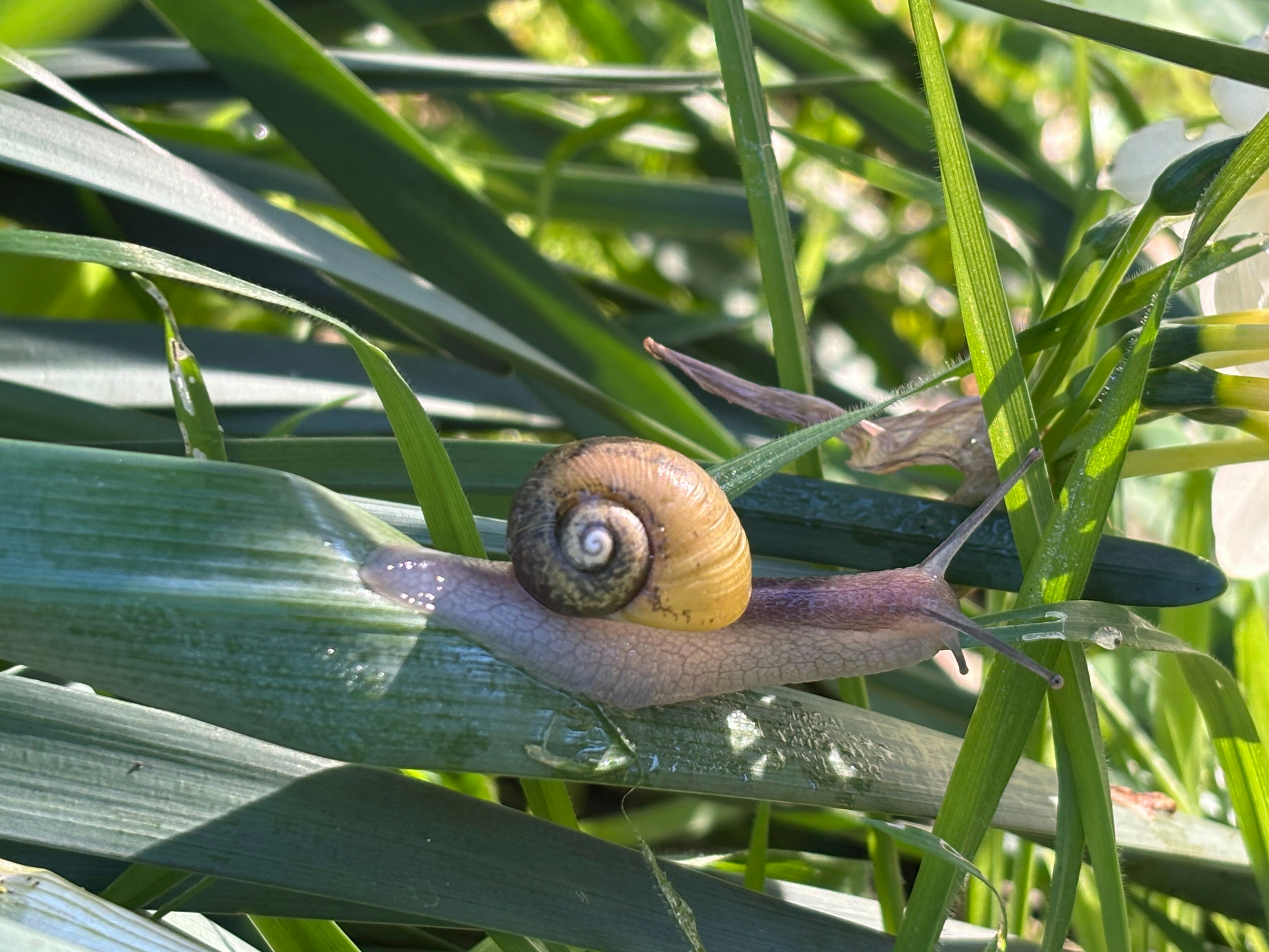 Spiral Shell on a Quiet Green Stage