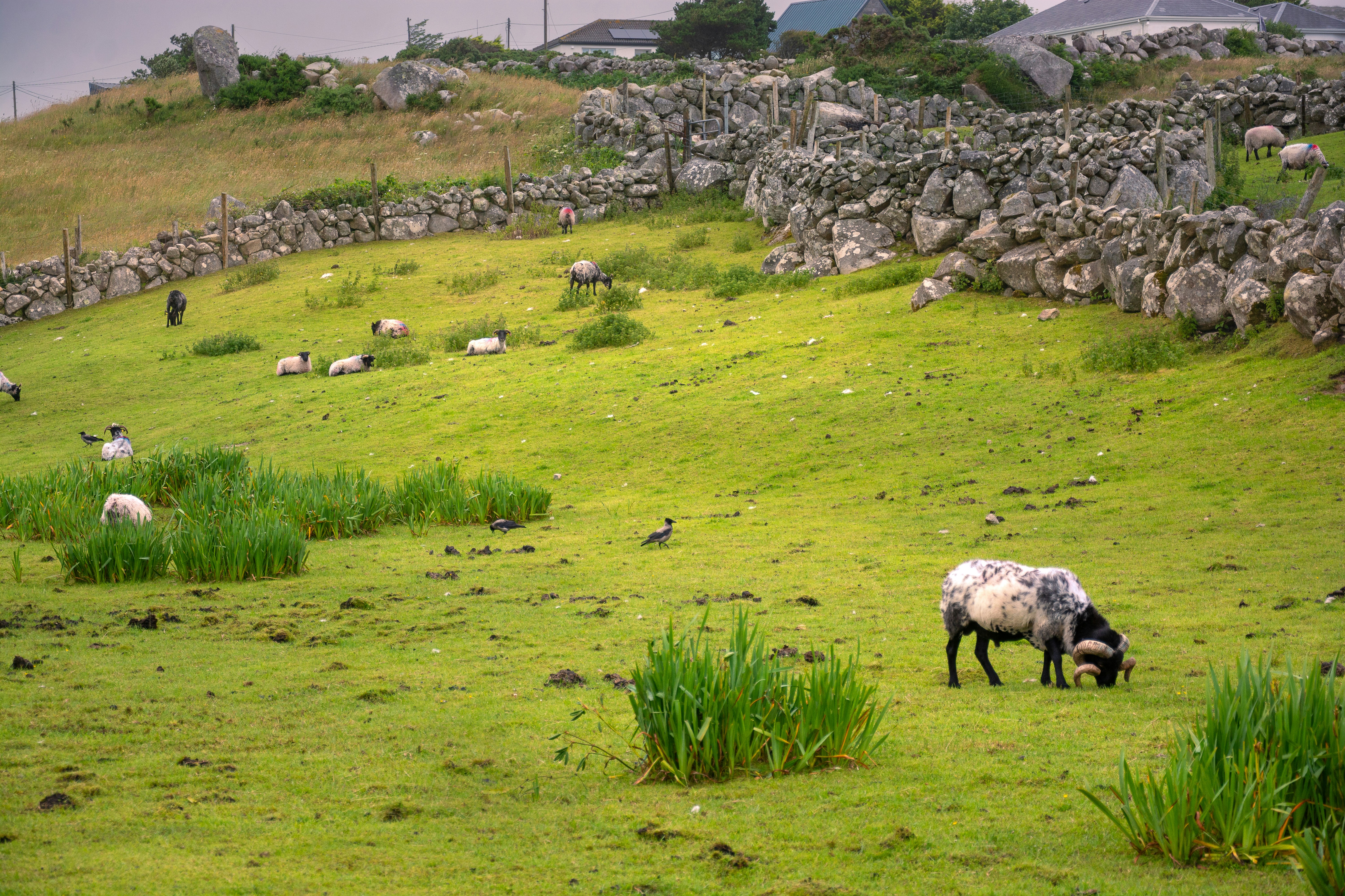 Pasture at Distant Stone Walls, With Grazing Sheep