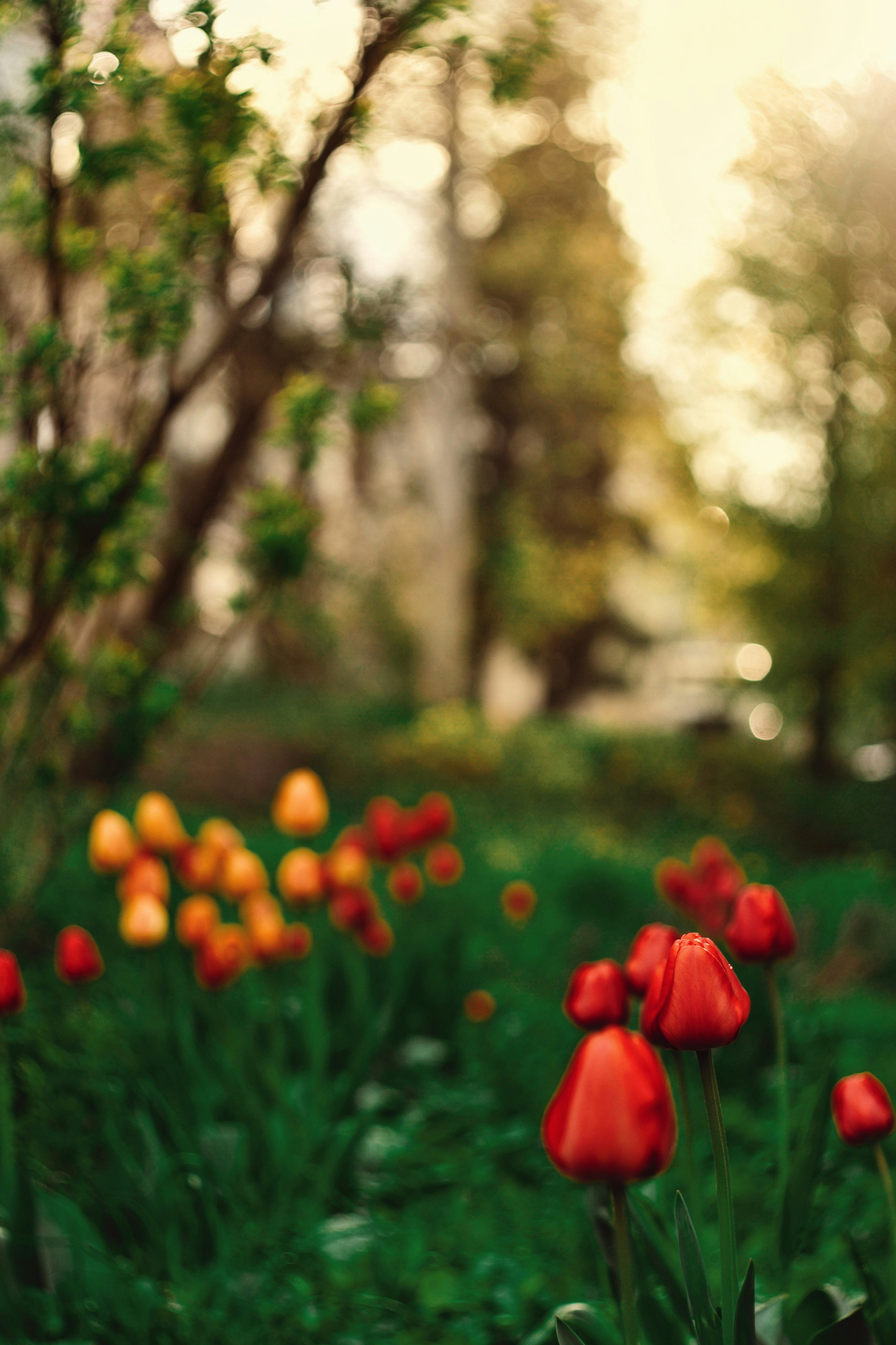 Soft Tulip Dawn: Blurred Path Through a Blooming Park