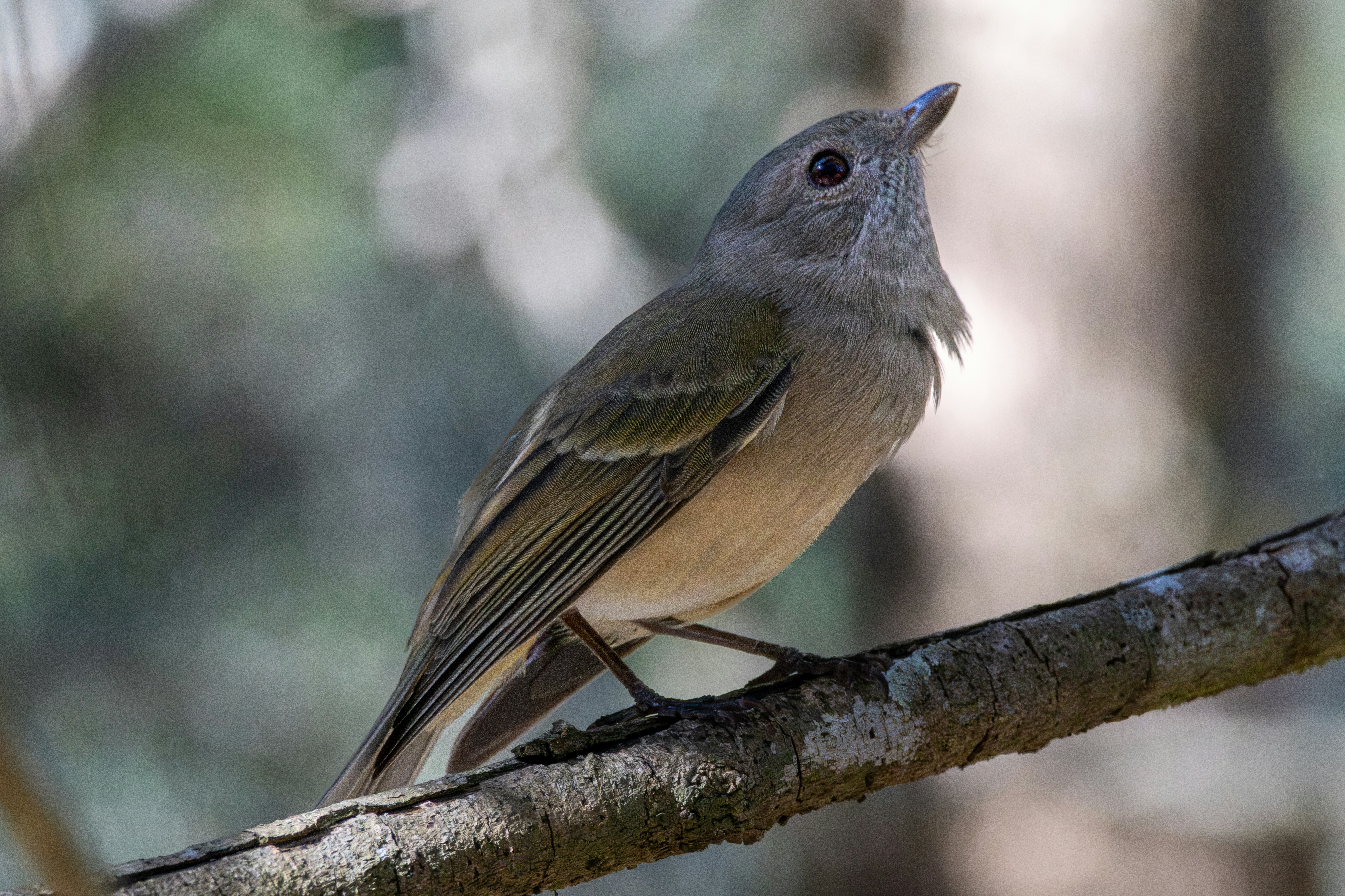 Perched Ember: A Small Songbird on a Sunlit Branch