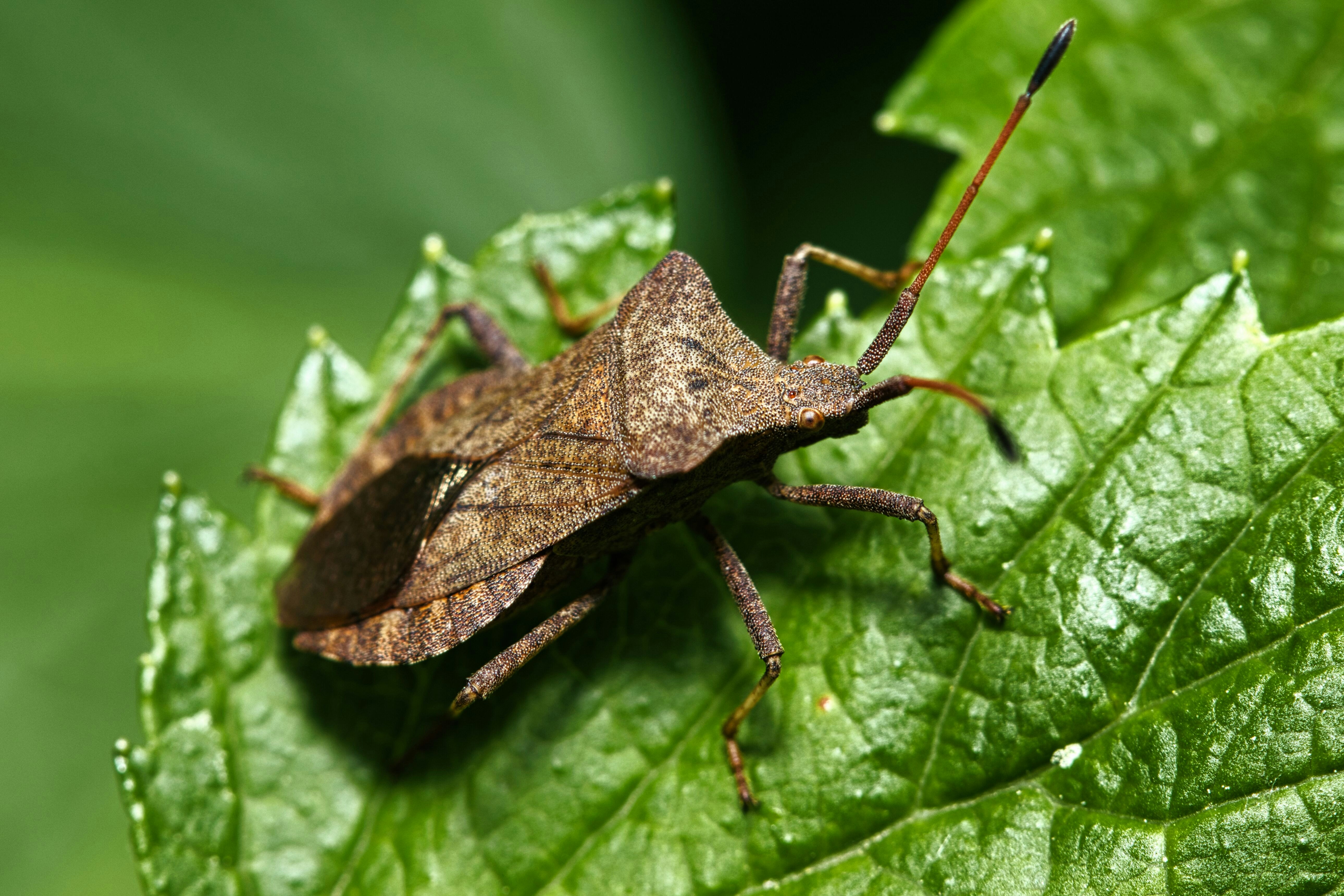 A brown shield bug rests on a textured green leaf, showcasing detailed exoskeleton and venation. Close-up focus on the insect highlights its brown camouflage and surface texture.