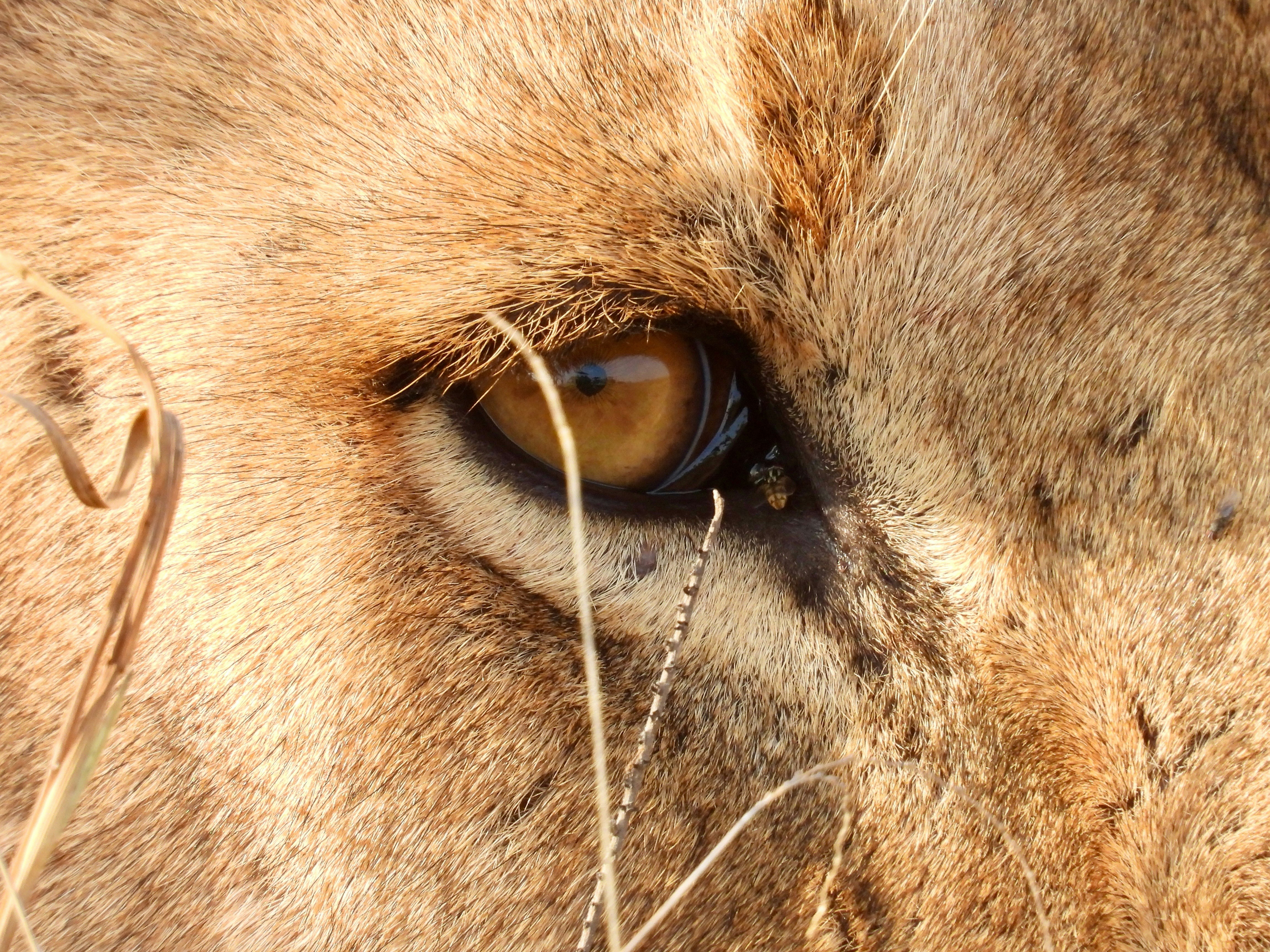Golden Gaze: Close-Cropped Lioness Eye in Sunlit Fur