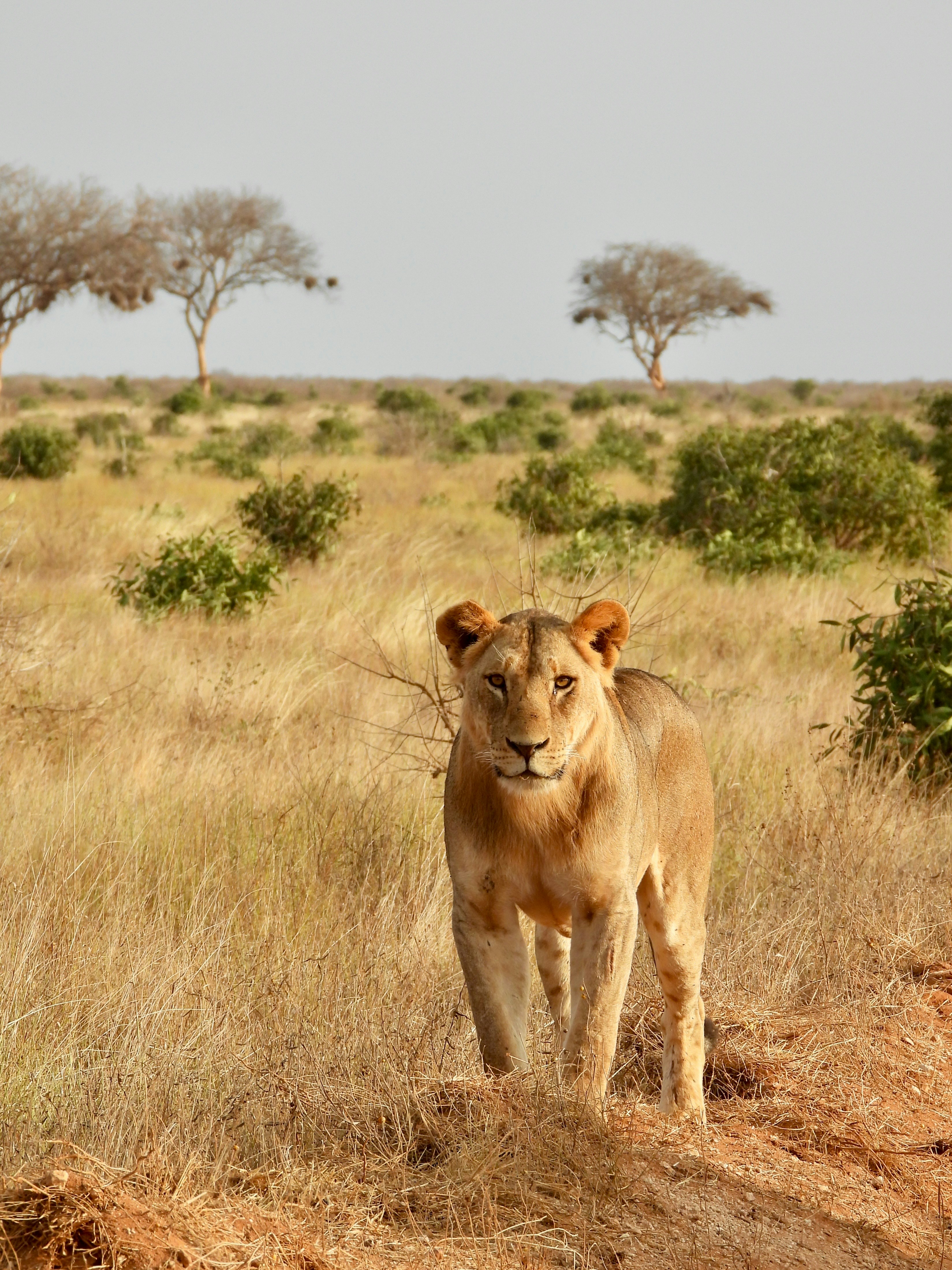 Lioness at the Edge: Striding Toward the Camera Across Golden Grass