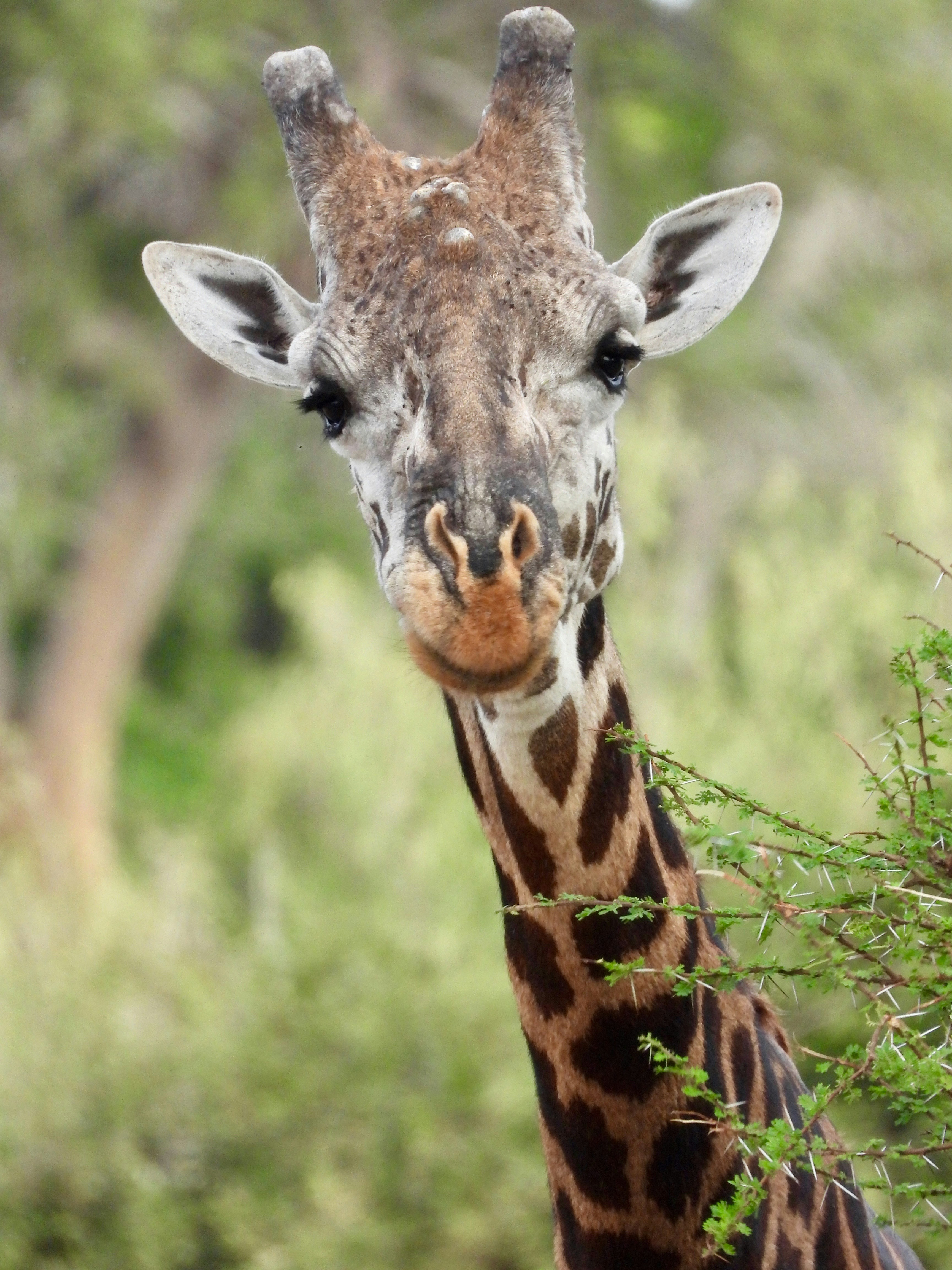 Giraffe Gaze: Close-Up in Verdant Reserve