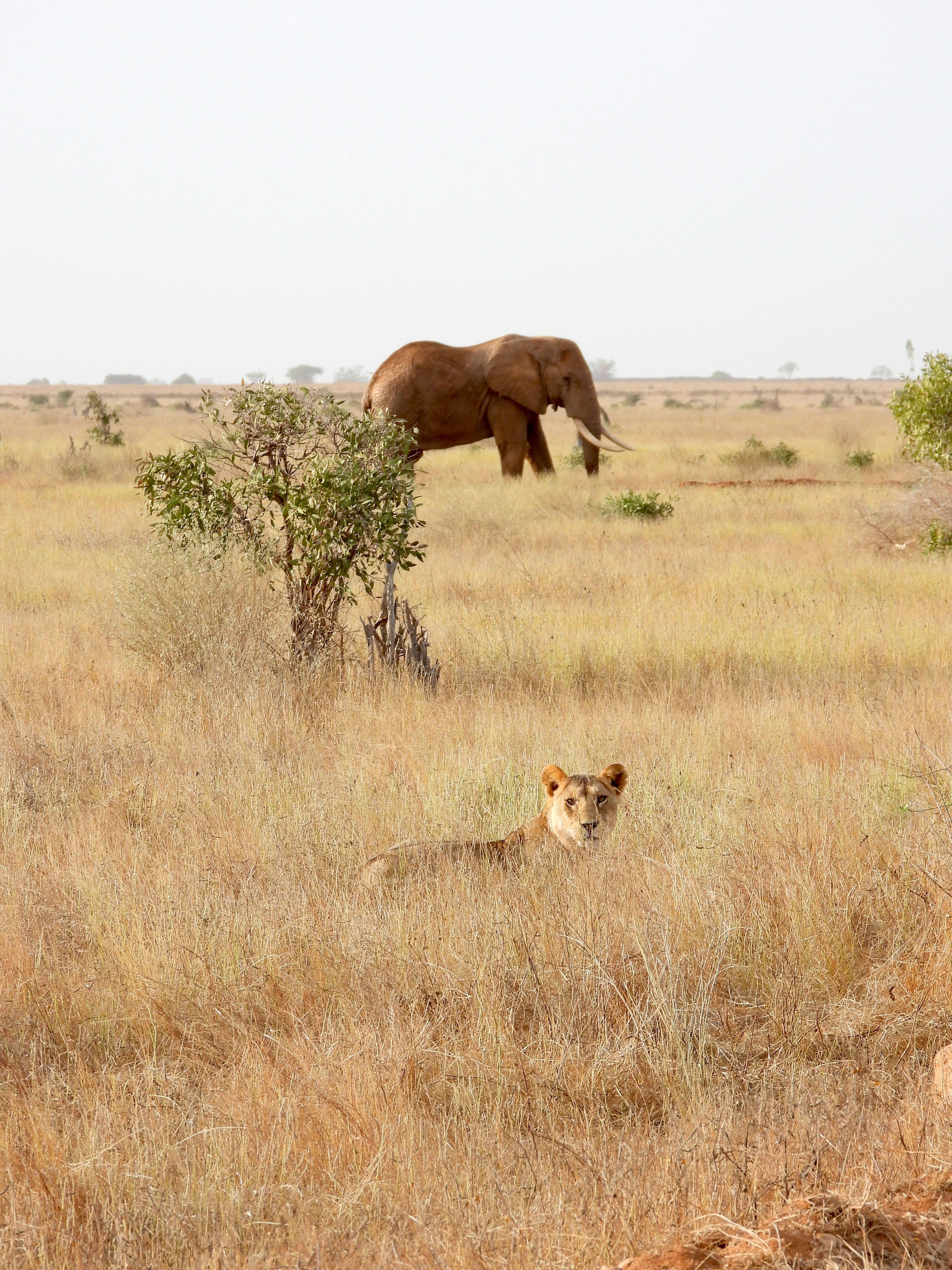 Eyes in the Grass: Lioness Rest Beneath the Savannah’s Gaze