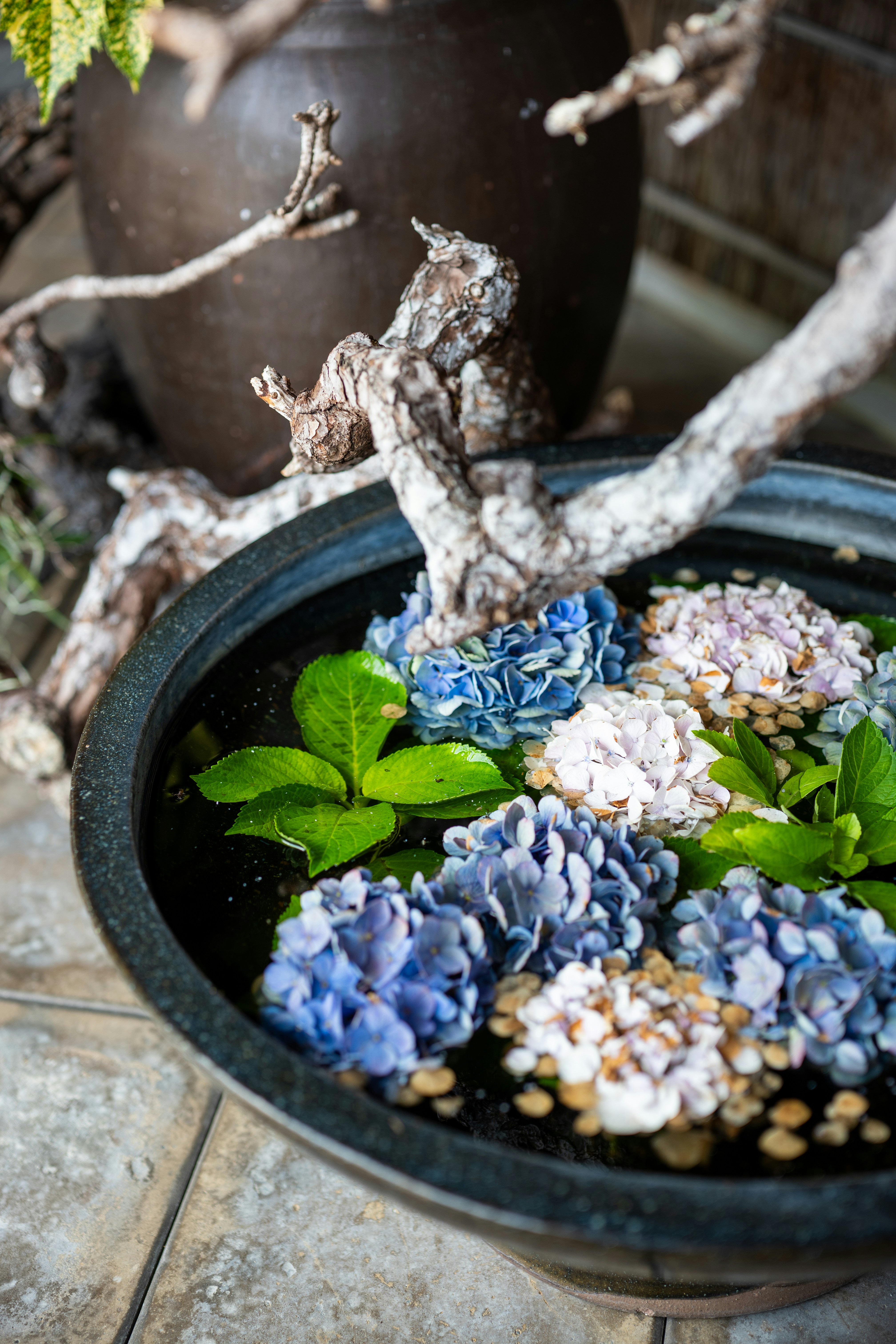 Hydrangea Reflections in a Ceramic Vessel
