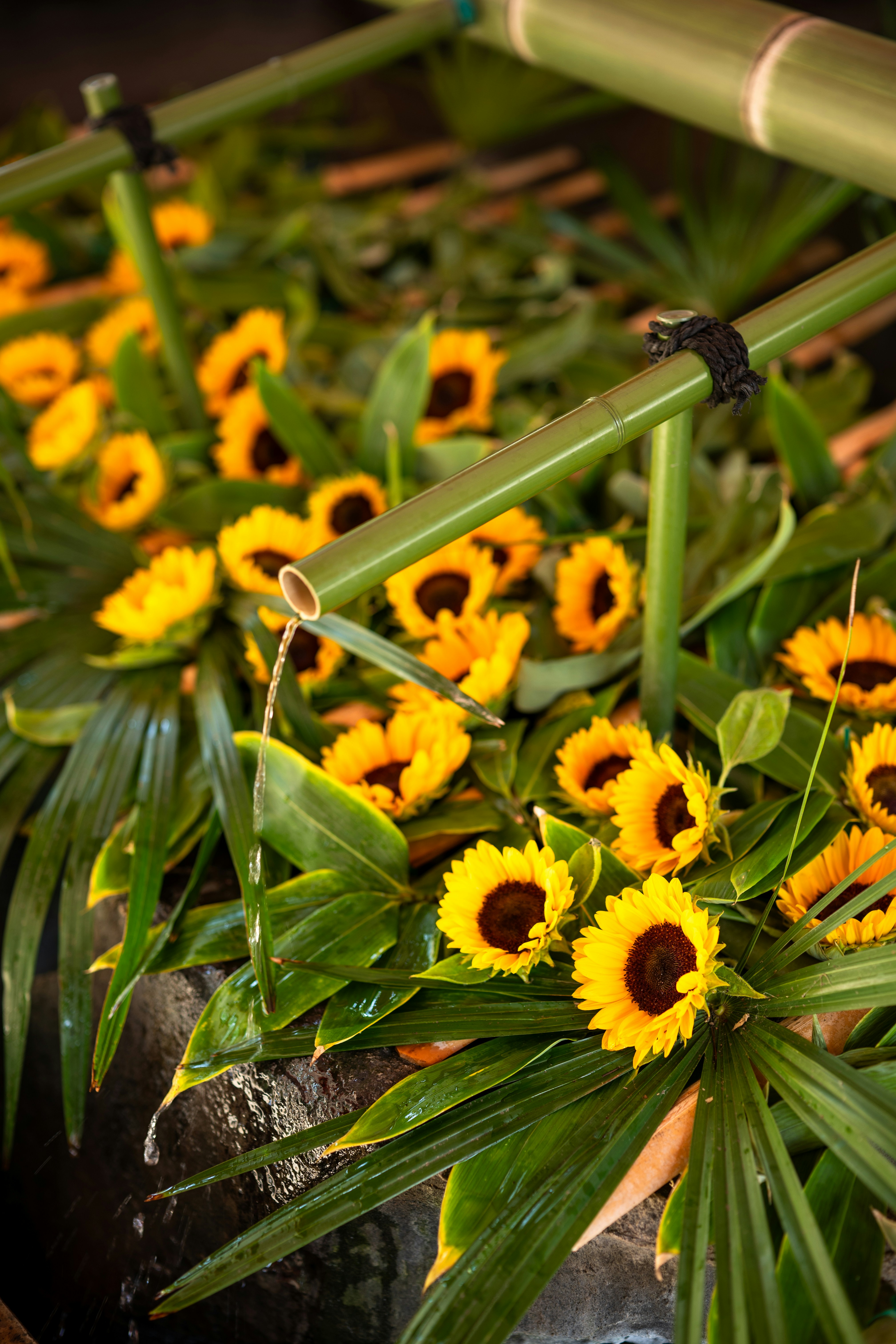 Floral Cascade: Sunflowers Framing Bamboo Water Channel