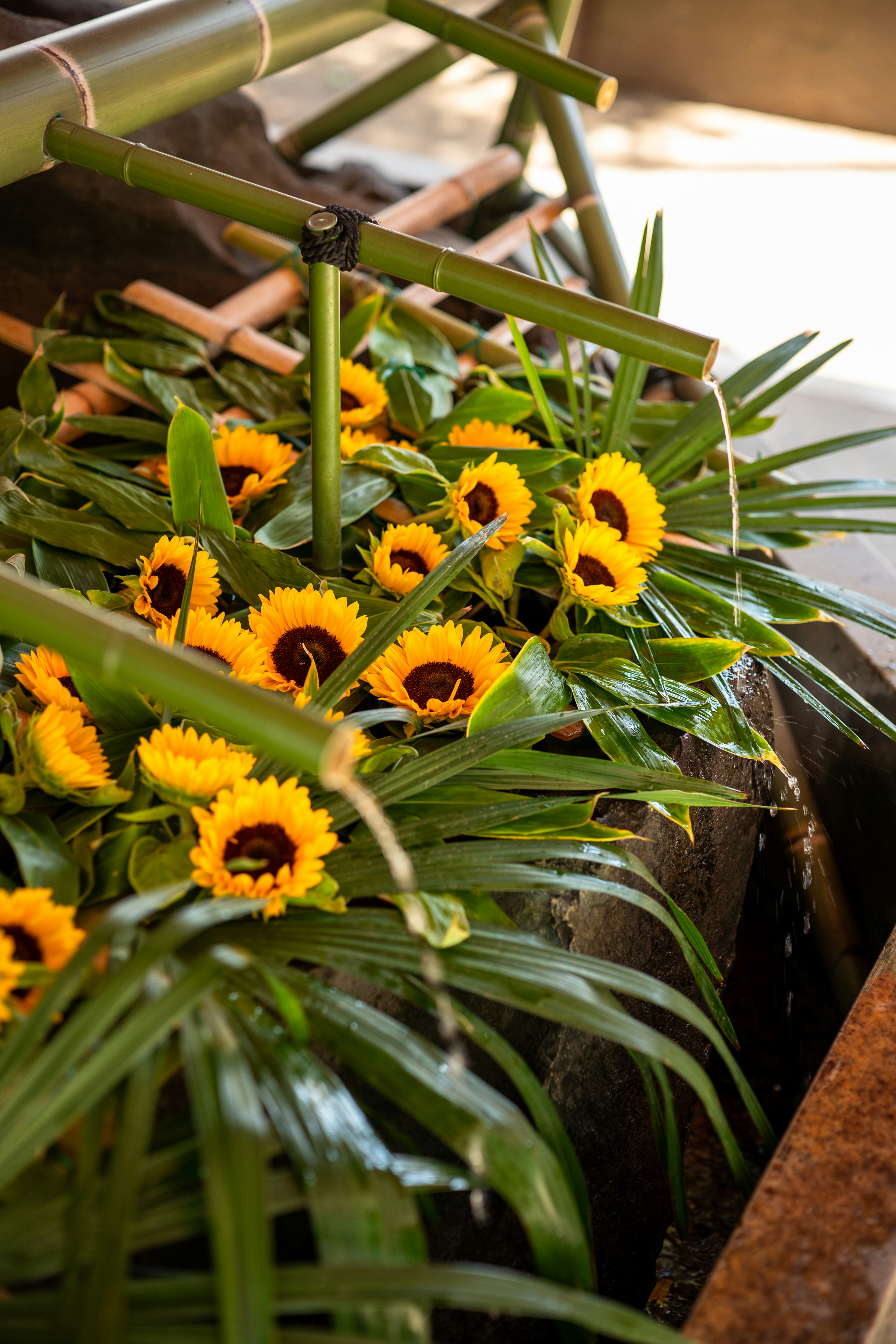Sunlit Boutonnières of Sunflowers Amid Bamboo