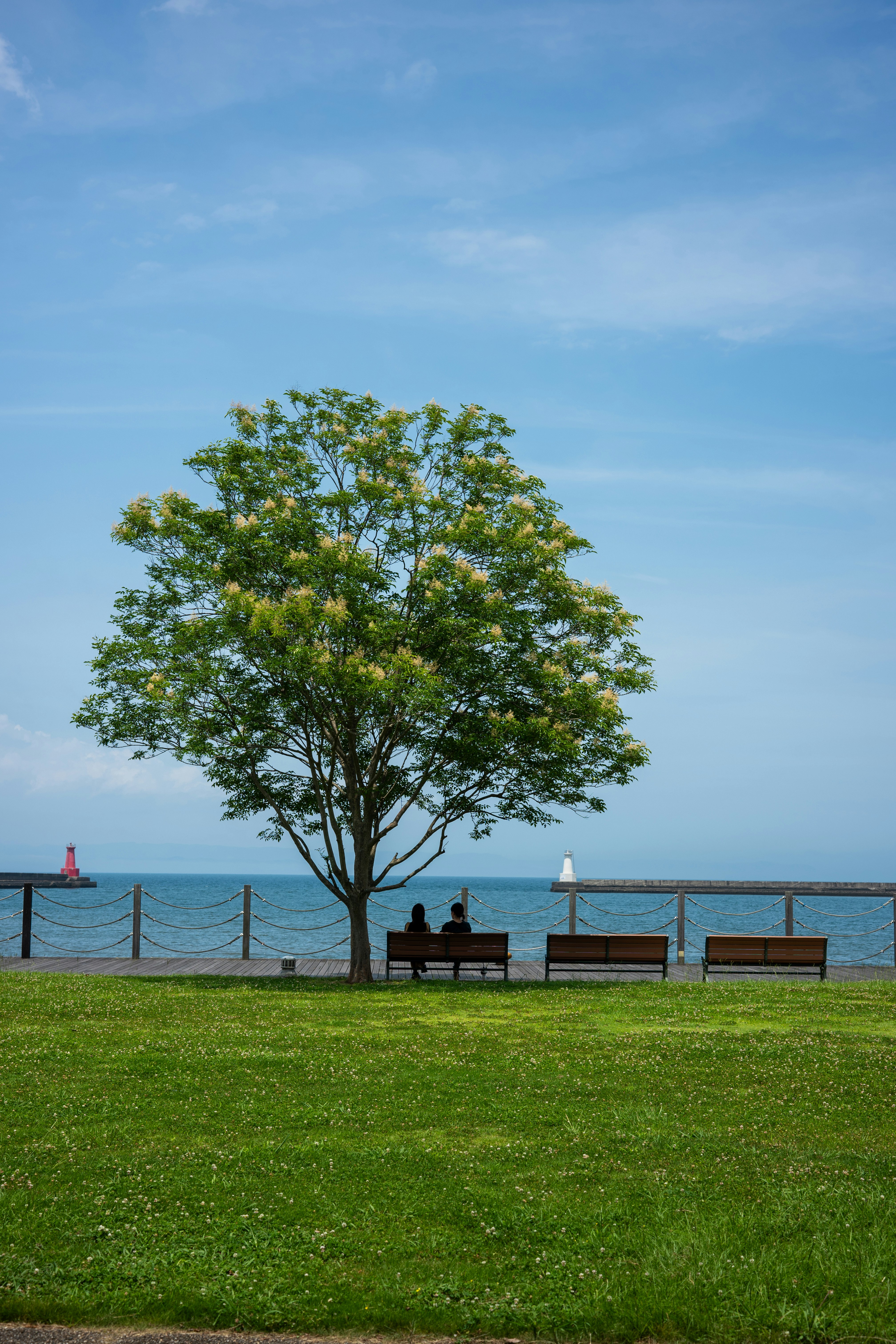  lone tree by the lake: a quiet pause along the promenade